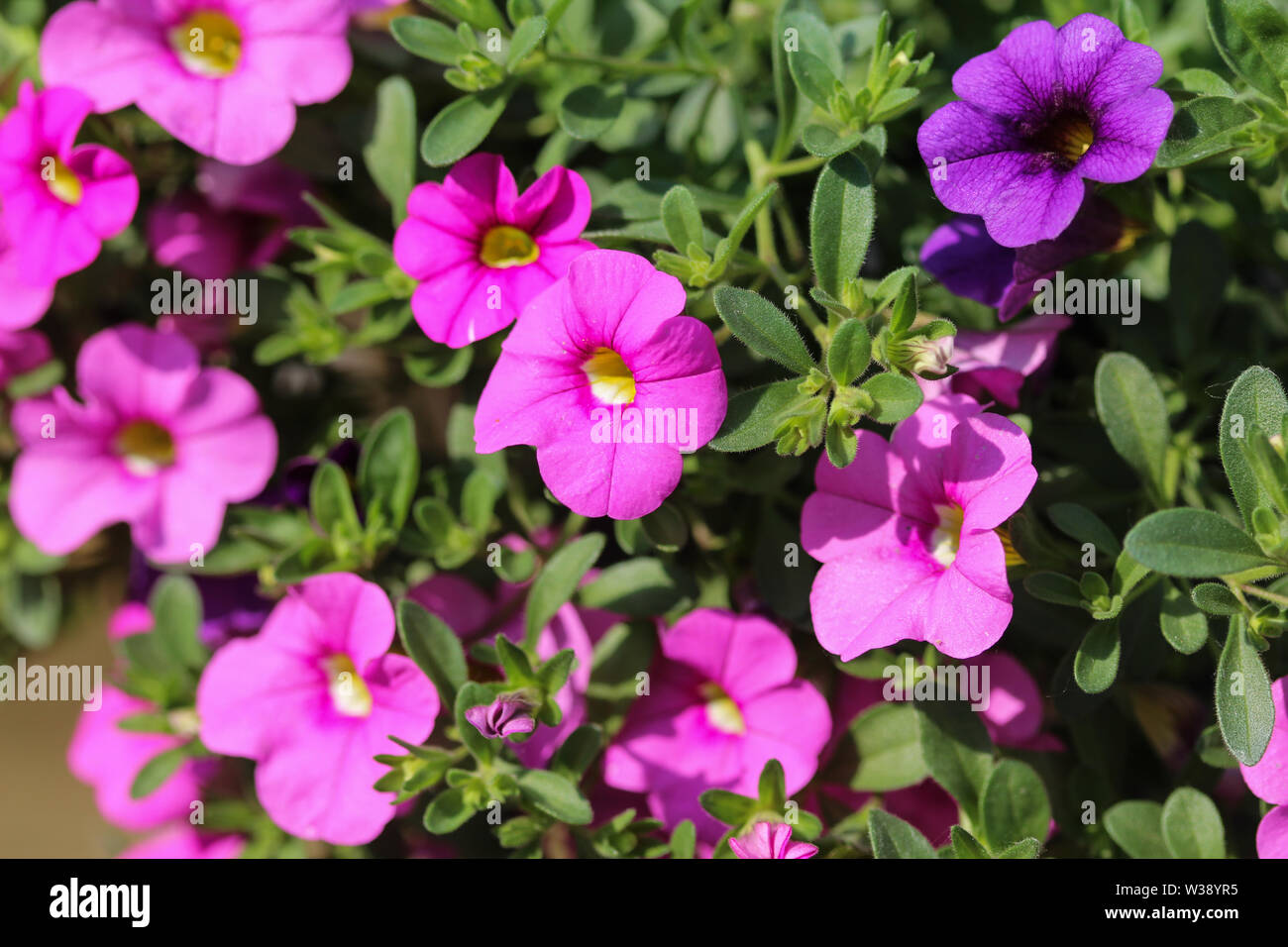 Petunia hybrid hi-res stock photography and images - Alamy