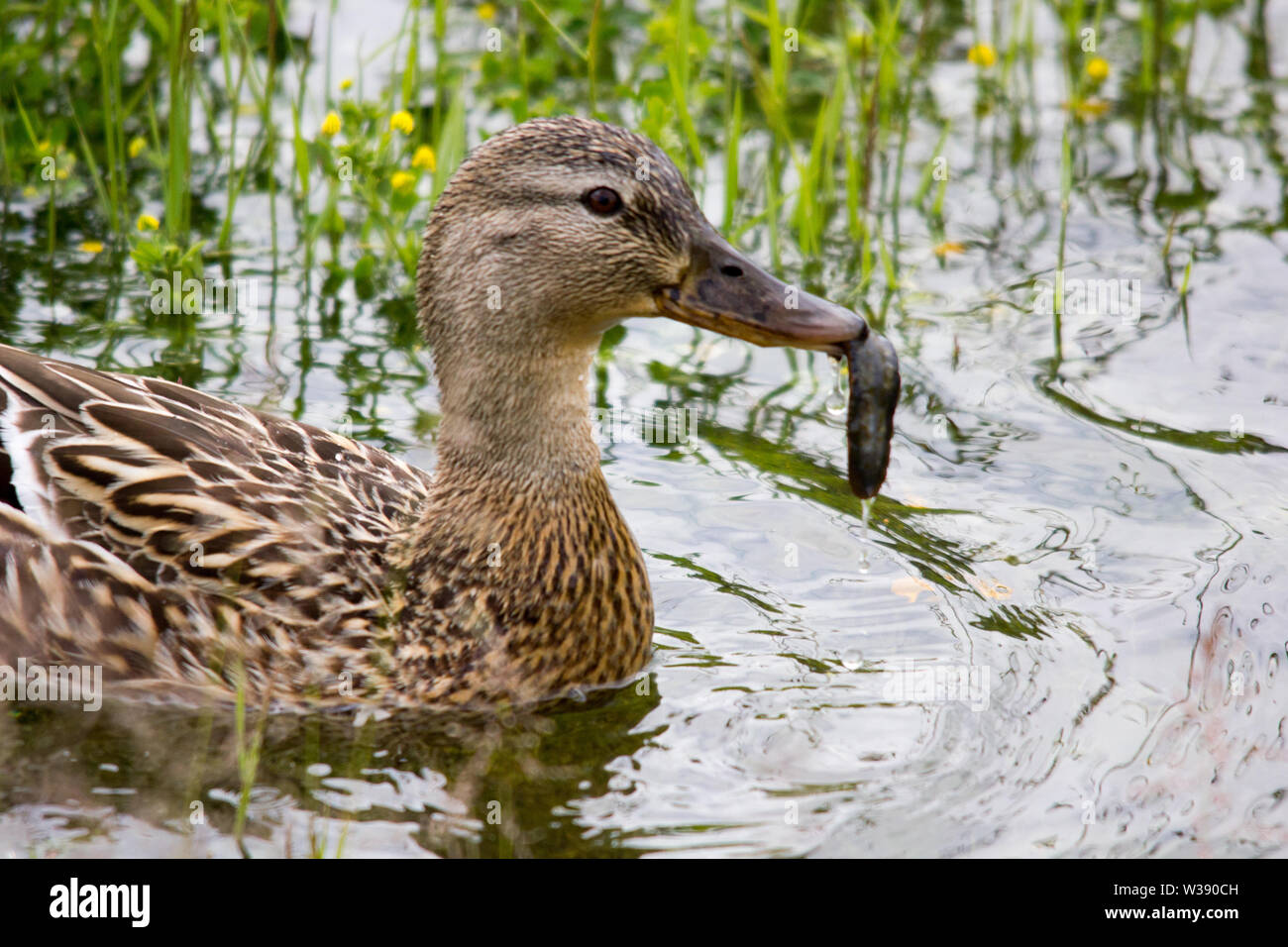 Female Mallard Feeding Stock Photo - Alamy
