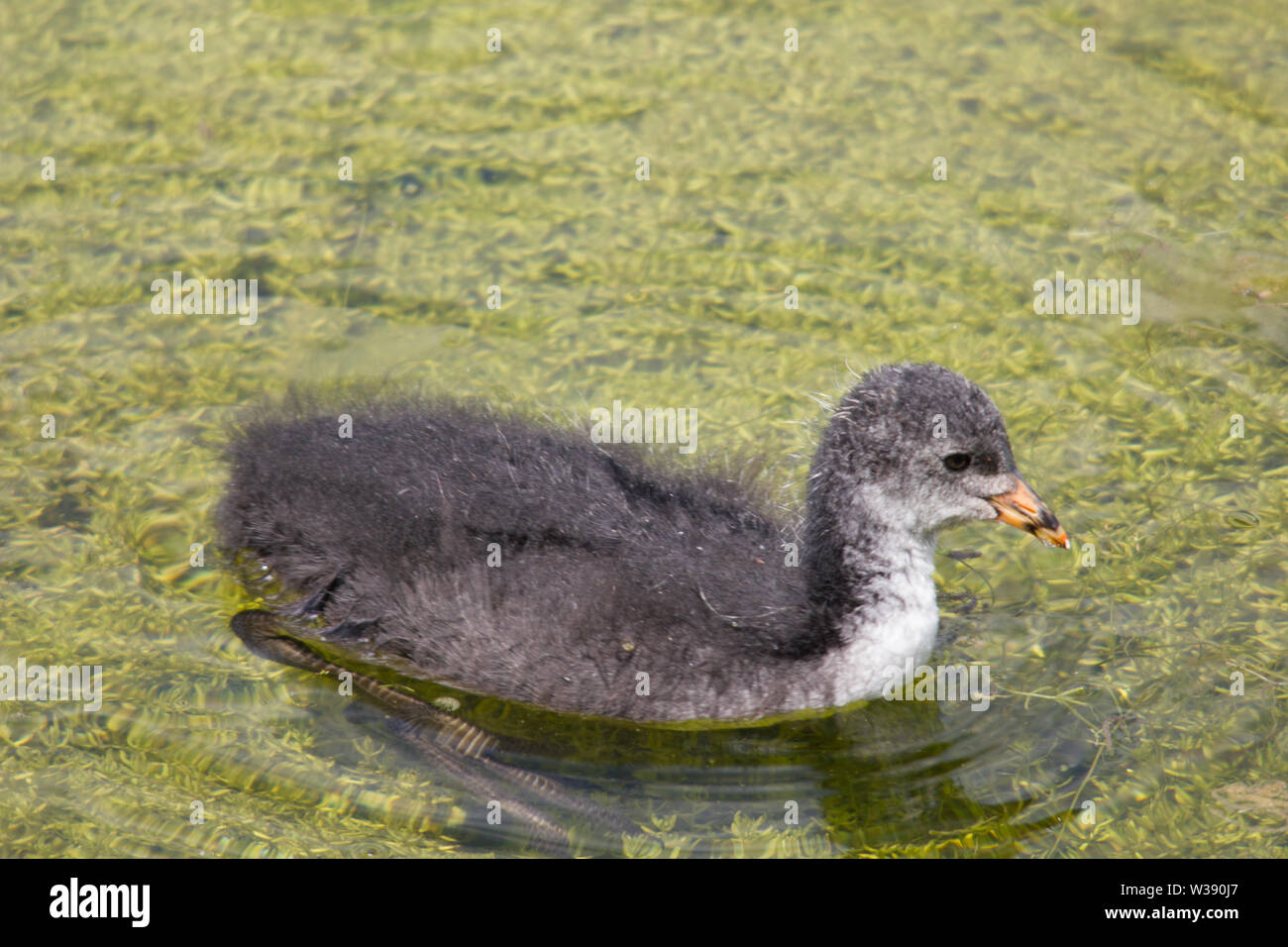 Chick of the coot hi-res stock photography and images - Alamy