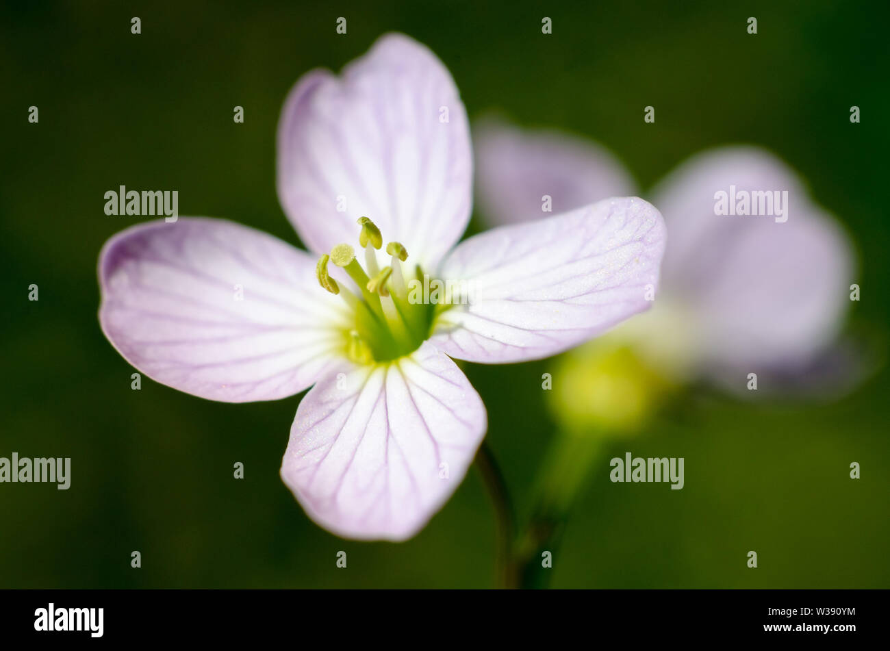 Tiarella hi-res stock photography and images - Alamy
