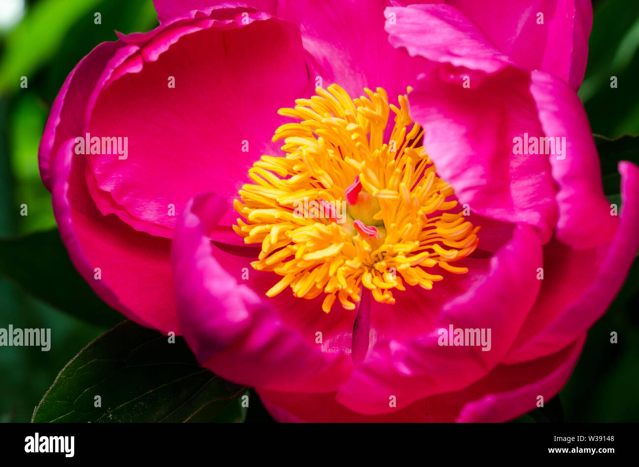 Paeonia, Paeoniaceae, Close-up of a Peony flower in the garden Stock ...