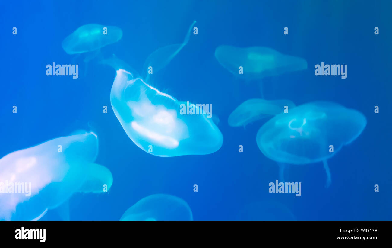 Medusa fish hi-res stock photography and images - Alamy