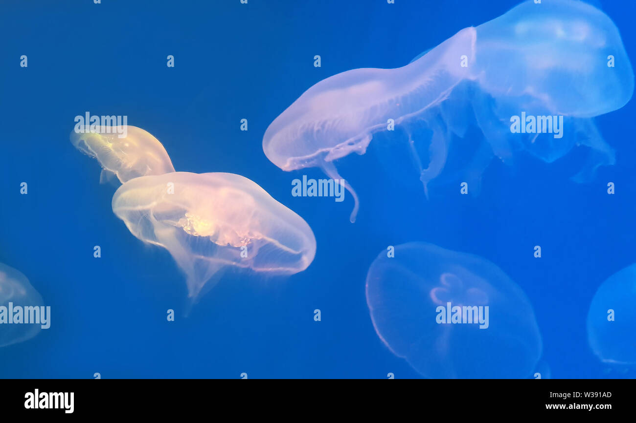 Medusa fish hi-res stock photography and images - Alamy