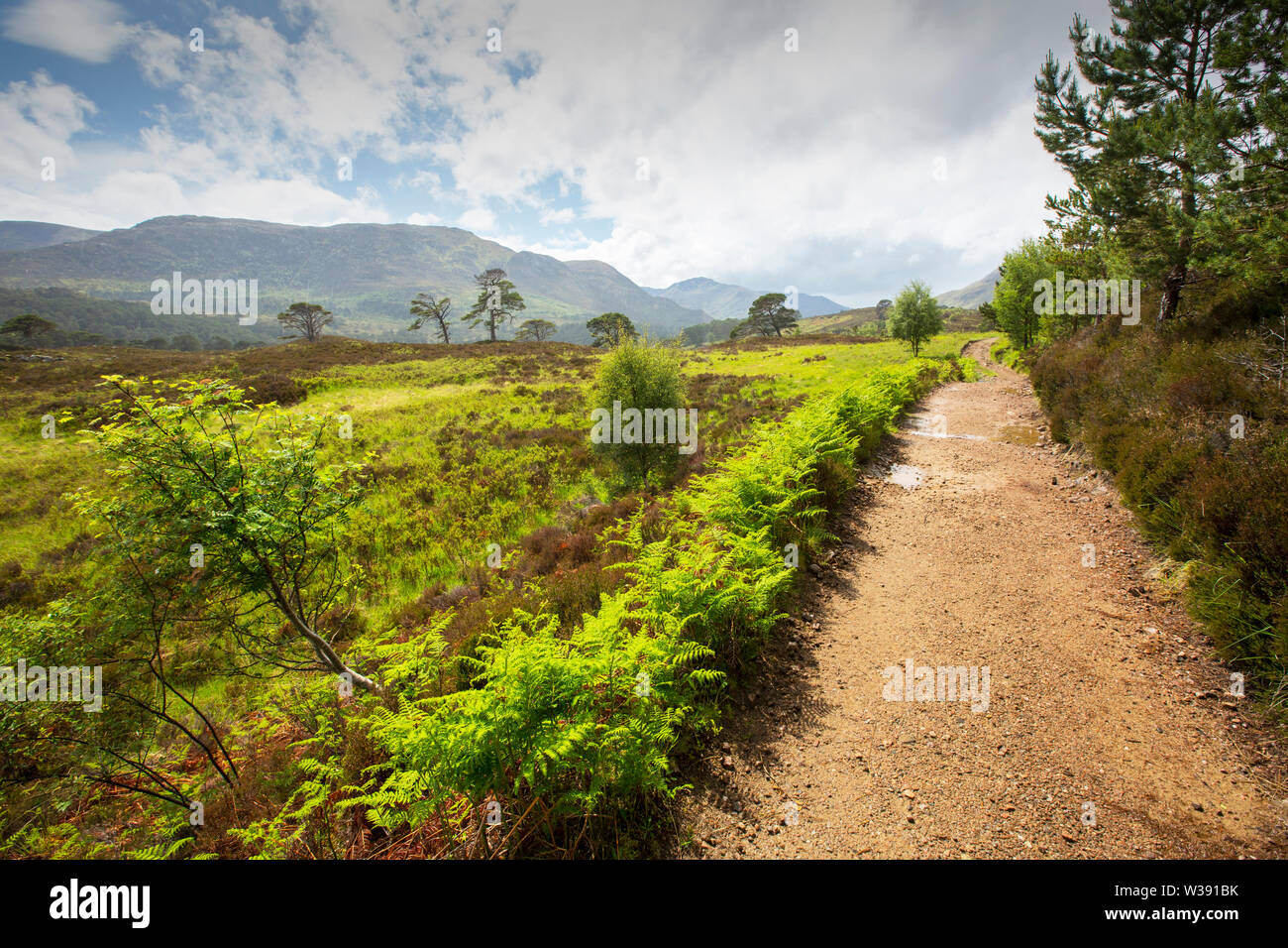 Glen Affric and Scots Pines in the relics of old Caledonian Pine Forest ...
