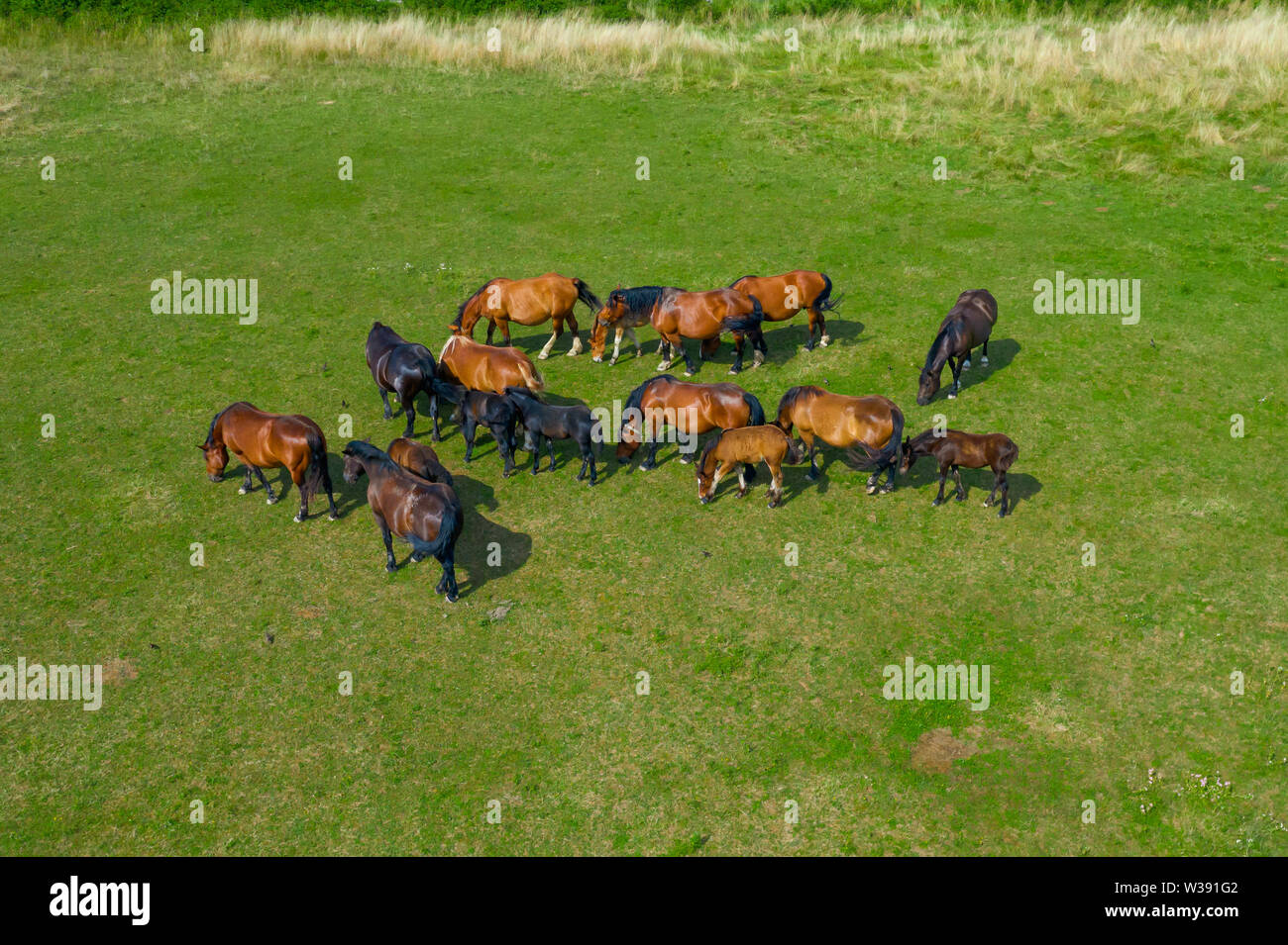River horses bird view hi-res stock photography and images - Alamy
