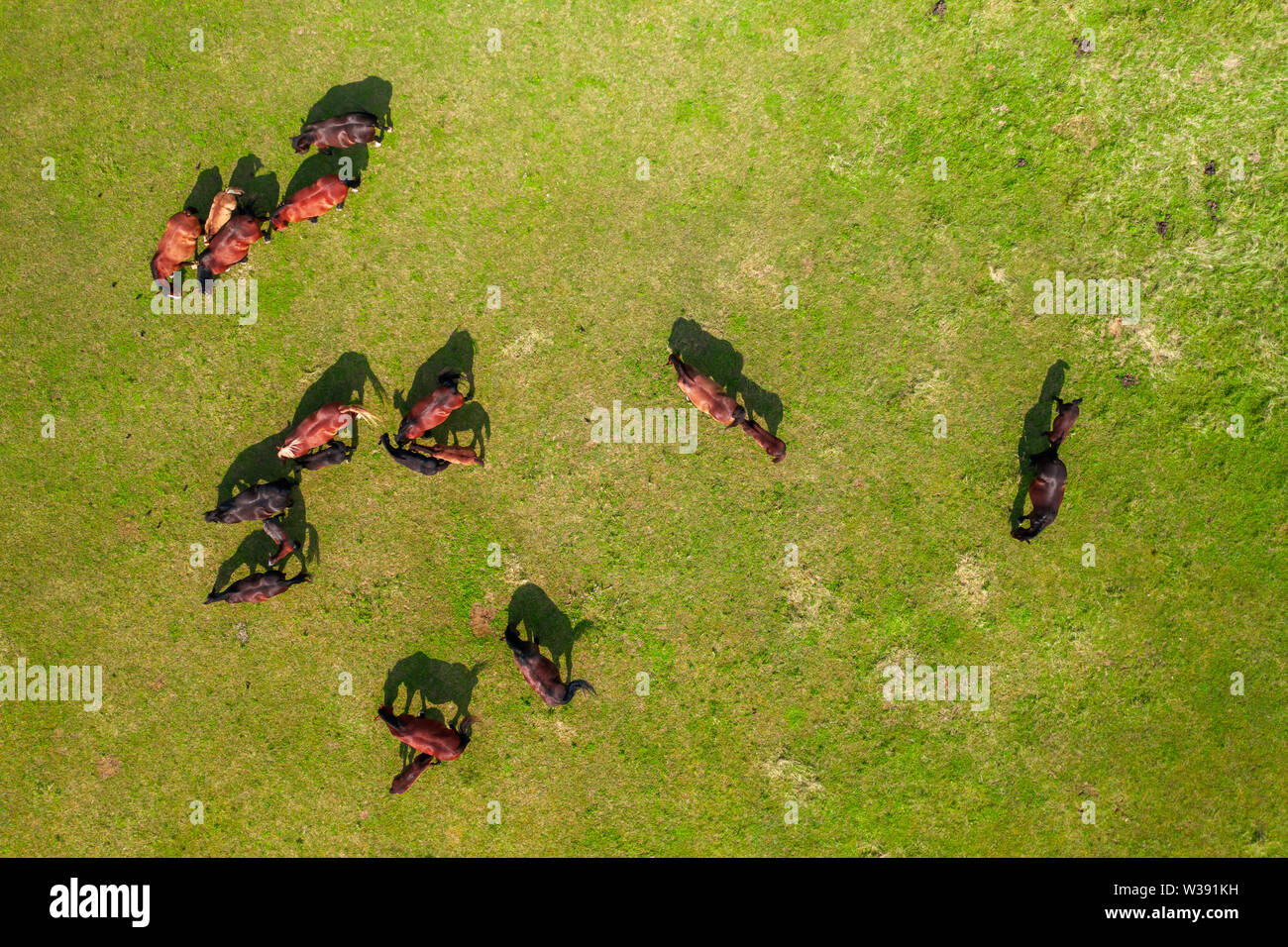 Aerial view of horses hi-res stock photography and images - Alamy
