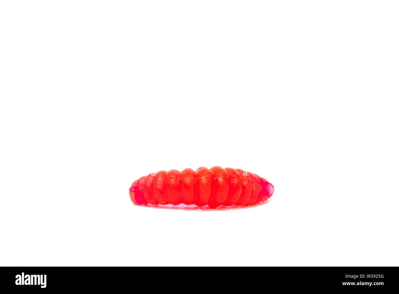 Red Artificial fishing larvae of insects on white background with soft ...