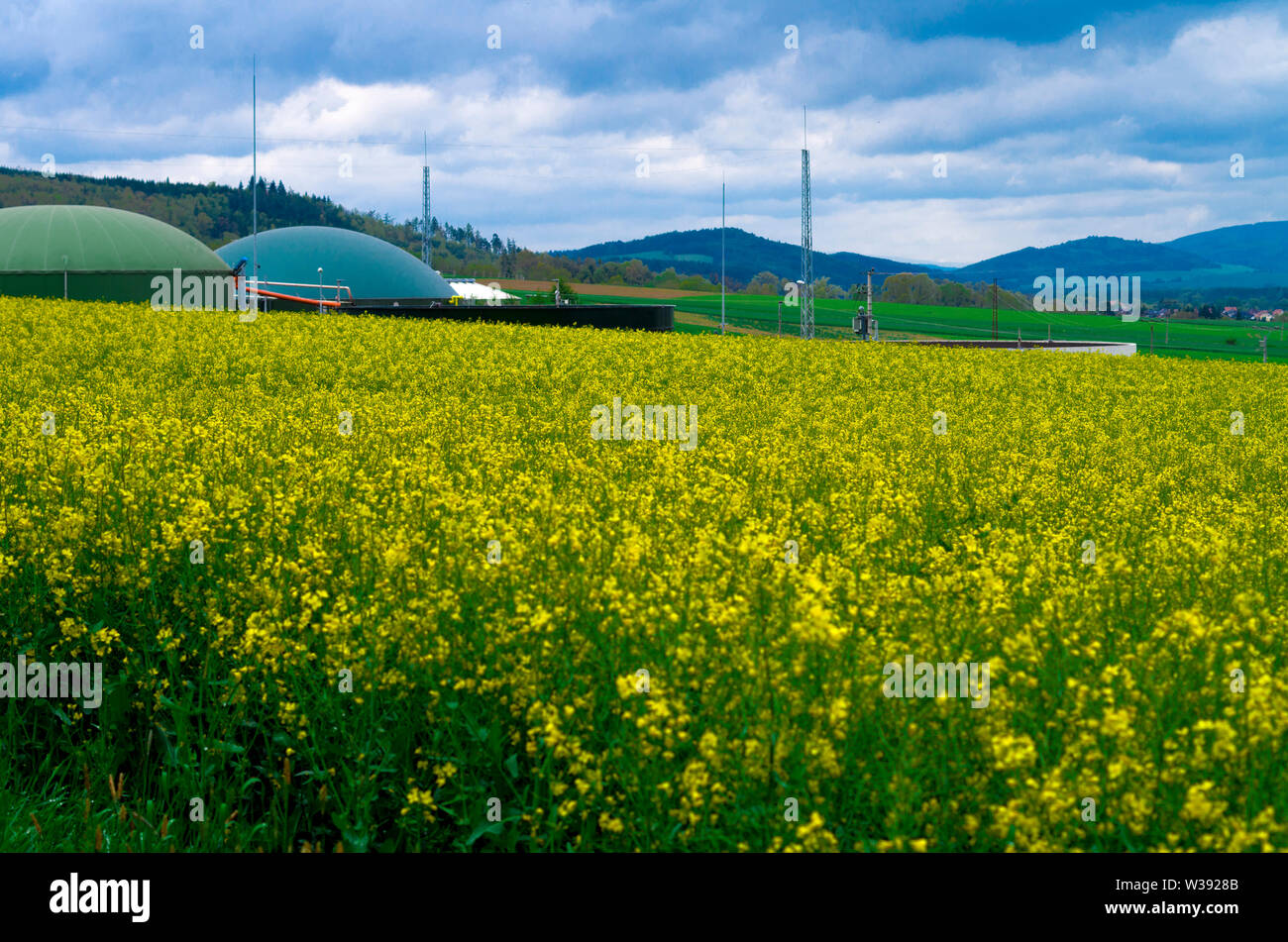 Biogas production in the middle of oilseed rape, production of ...