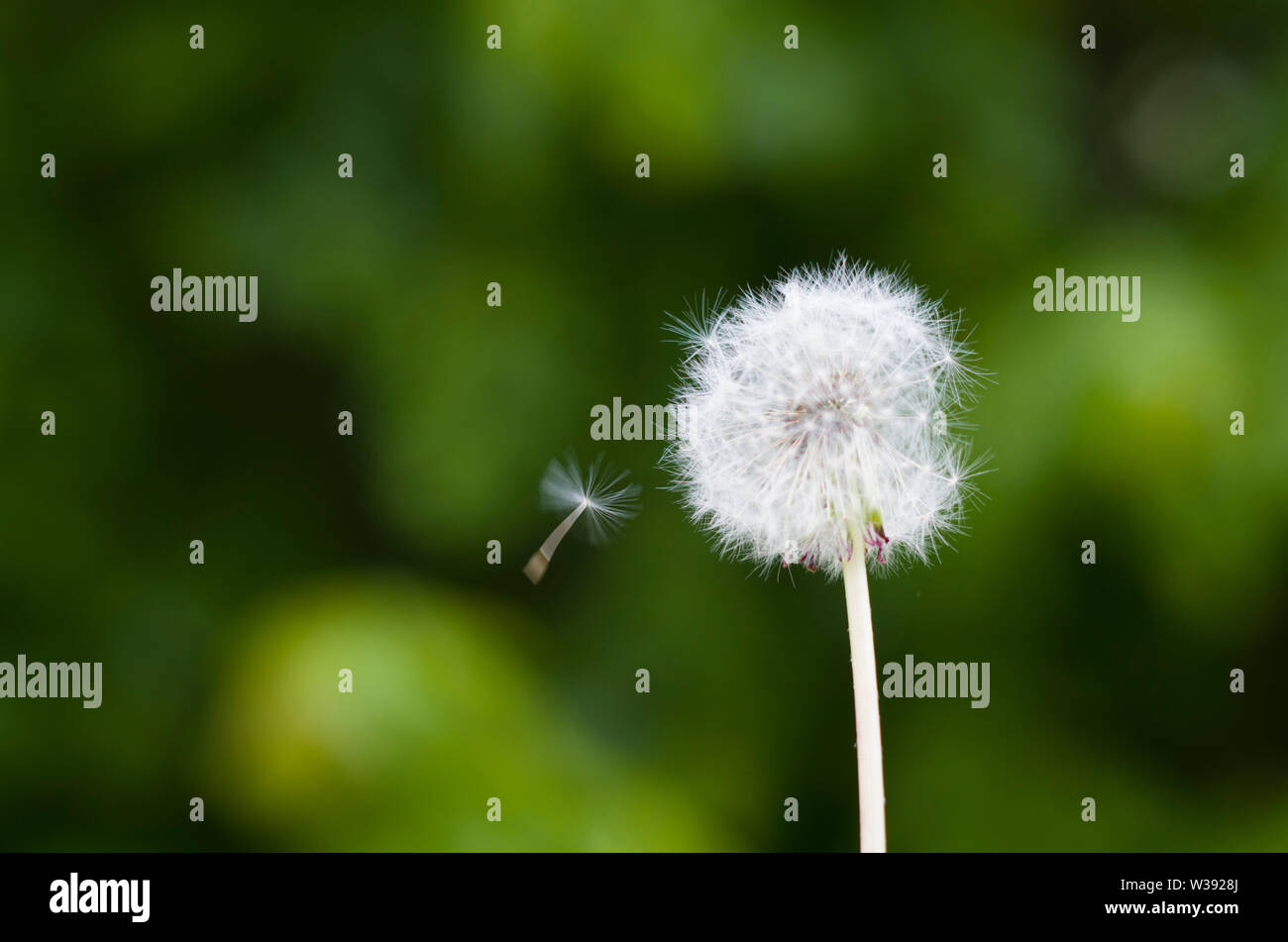 Dandelion blowing in the wind hi-res stock photography and images - Alamy
