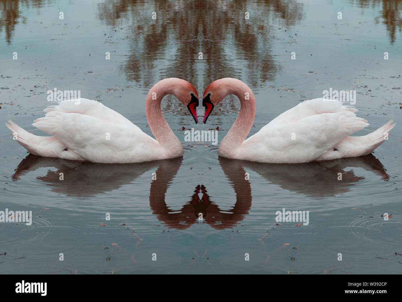 Swans In Love Cover Photo