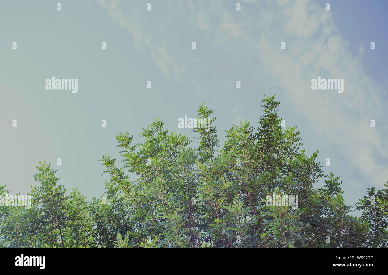 Background divided into two parts: the top is blue sky, the bottom of ...