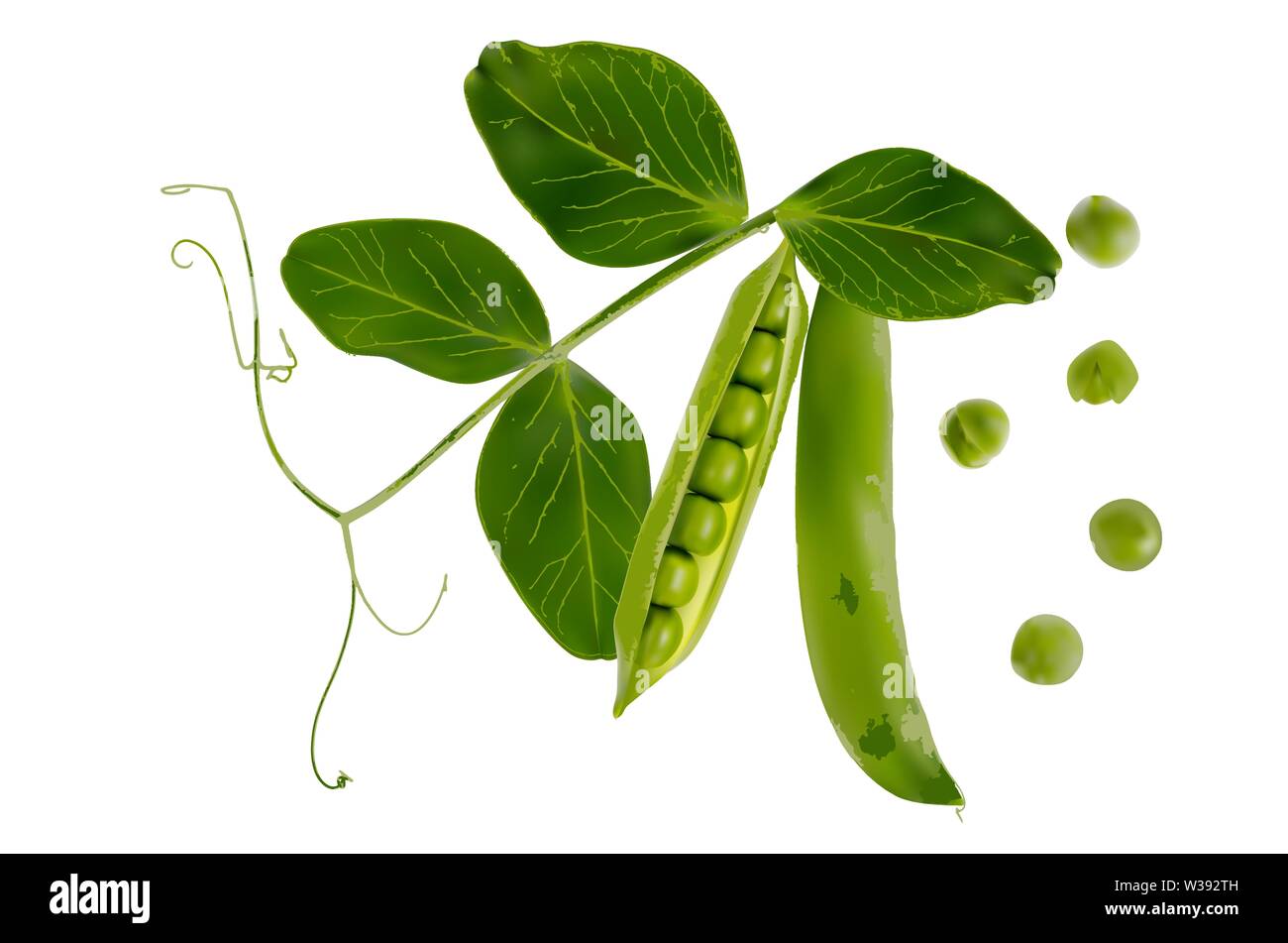 Colorful realistic 3D pod of ripe green peas isolated on white ...