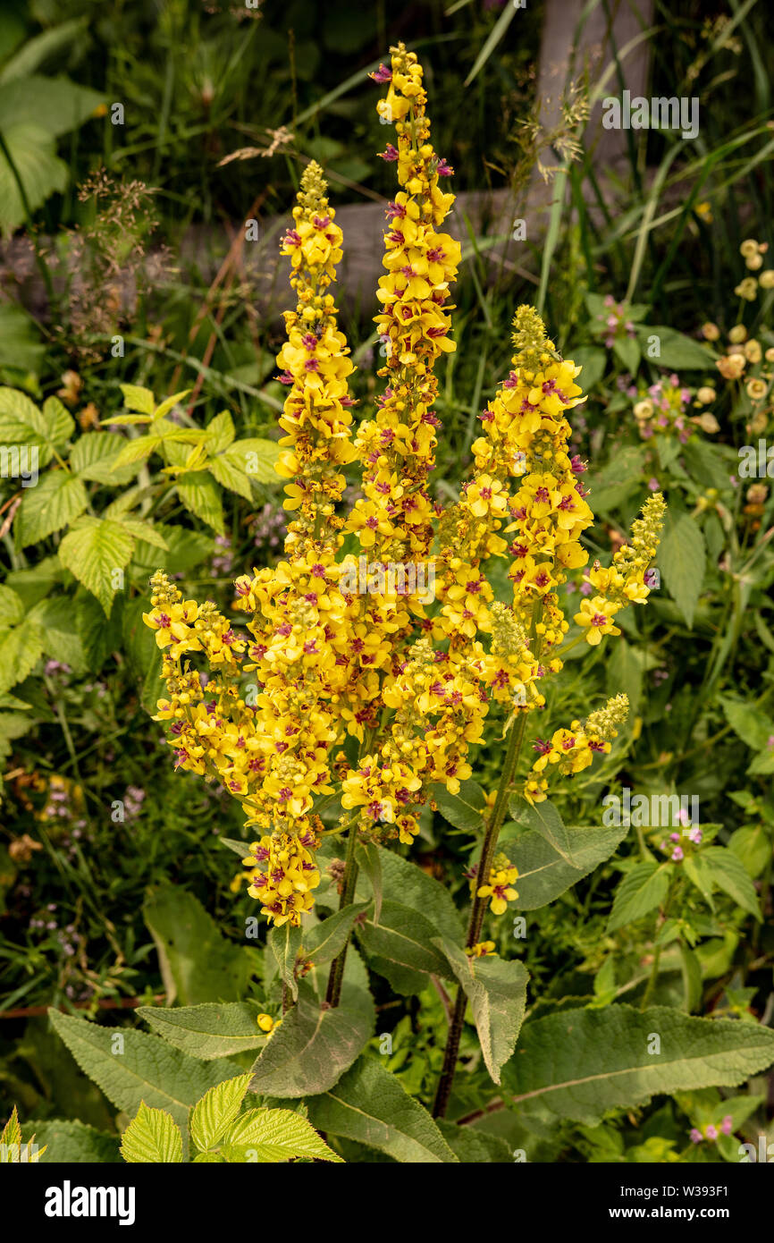 Mullein stalk hi-res stock photography and images - Alamy