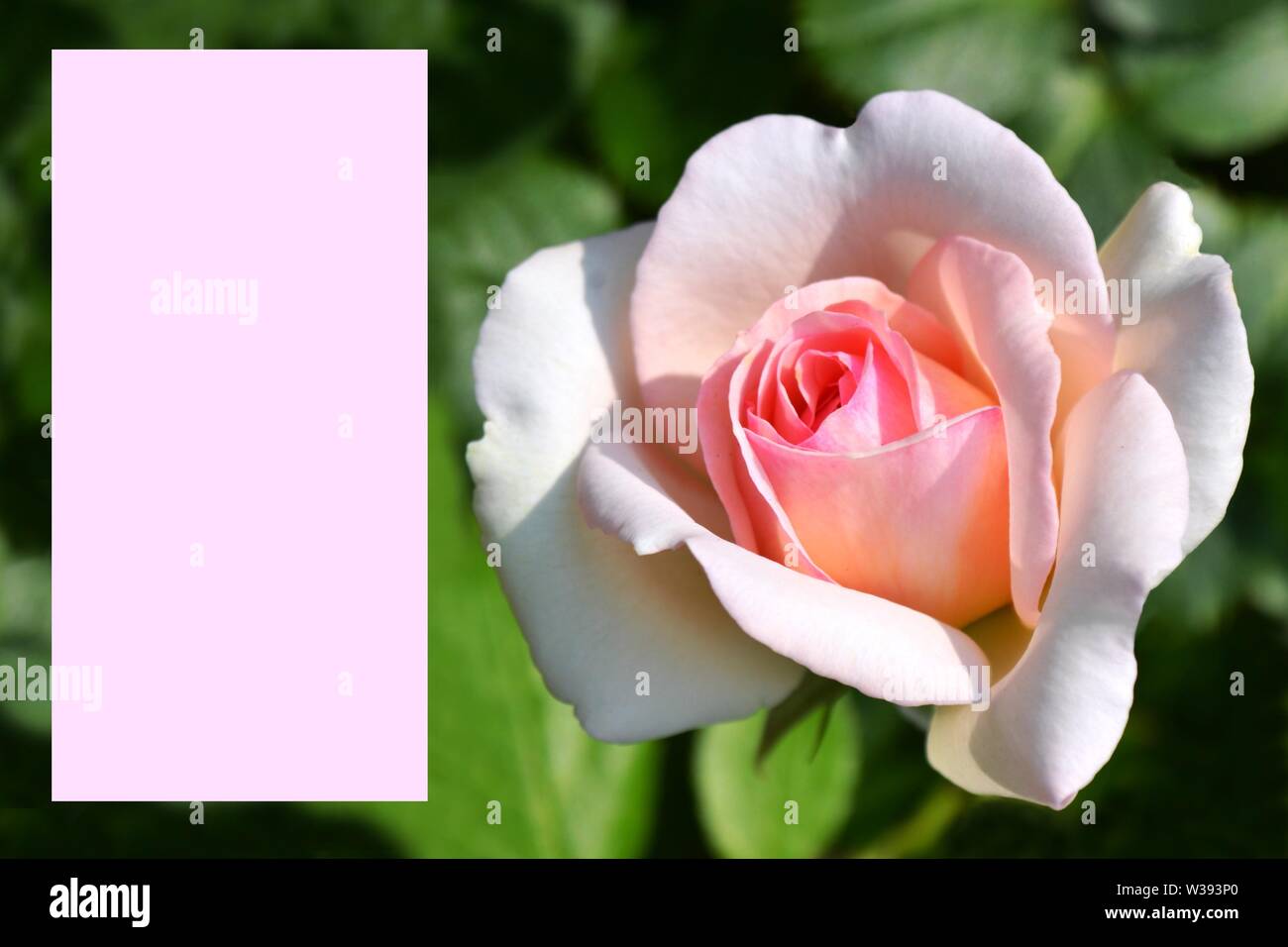 Greeting card with pink rose image on the right side on green ...
