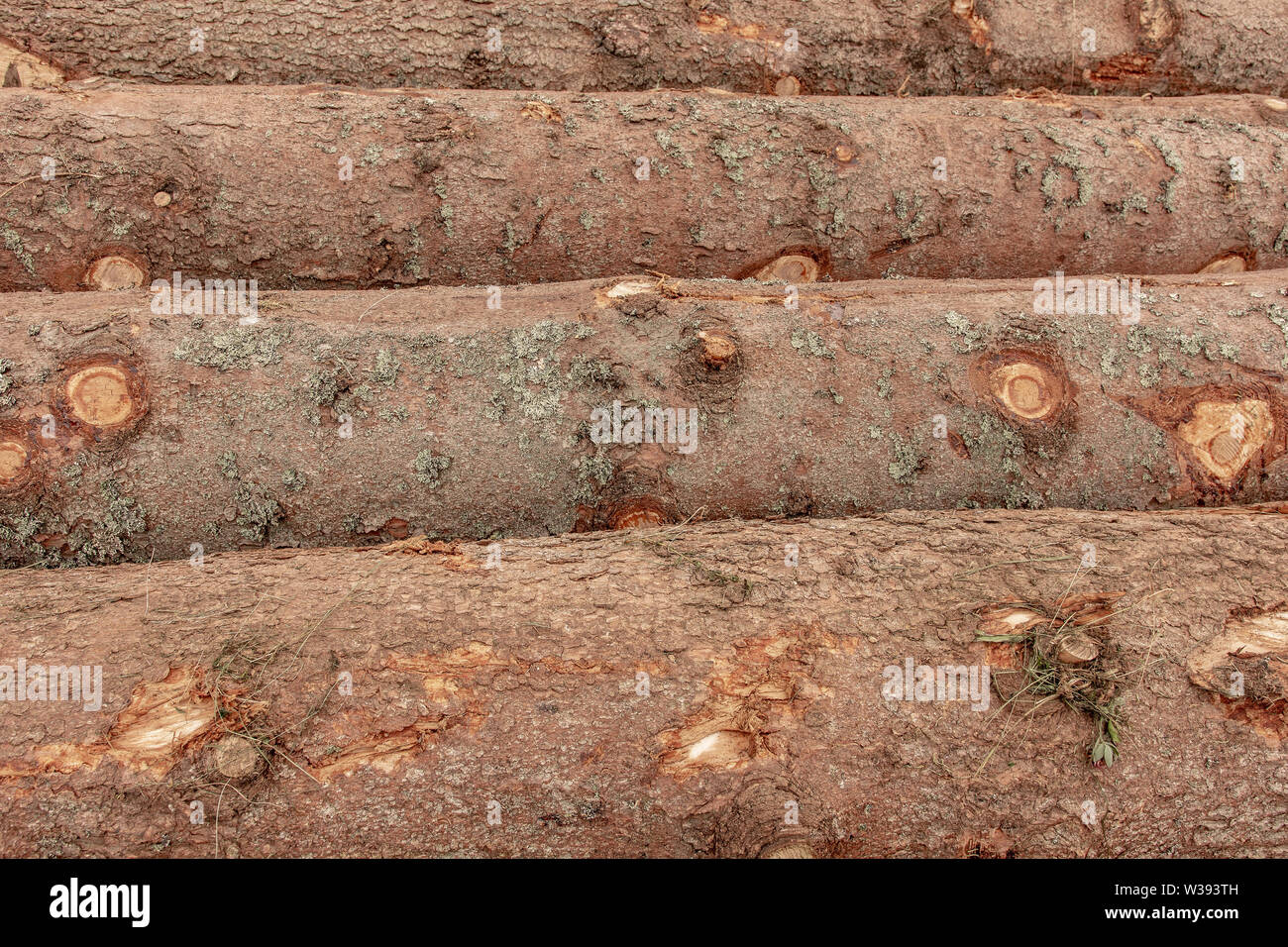 Trunks of Trees Background. Brown Tree Logs Felling of the Forest. Fire ...