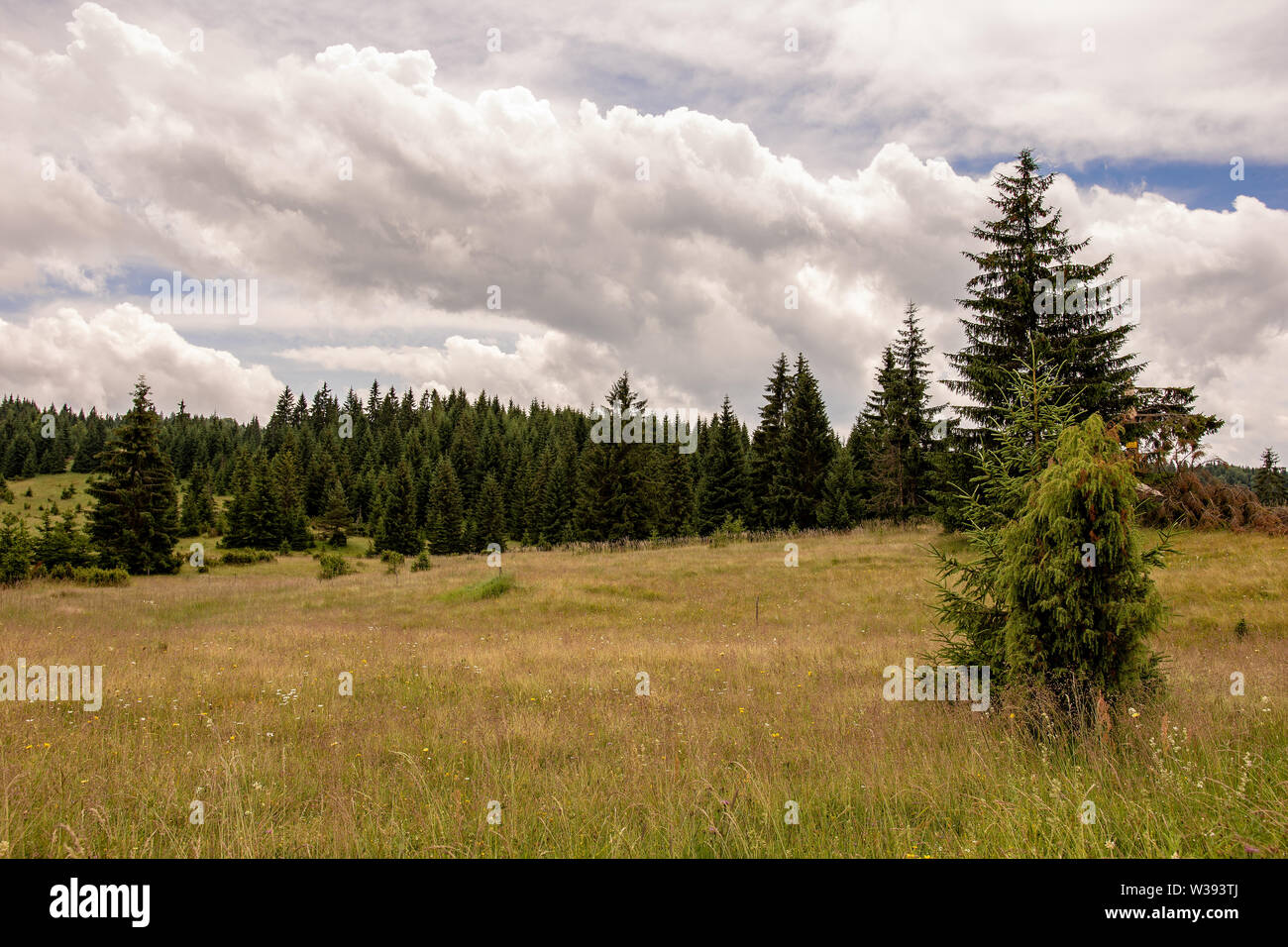Tara National Park. Woodland Green Pine Trees Forest Landscape Stock ...