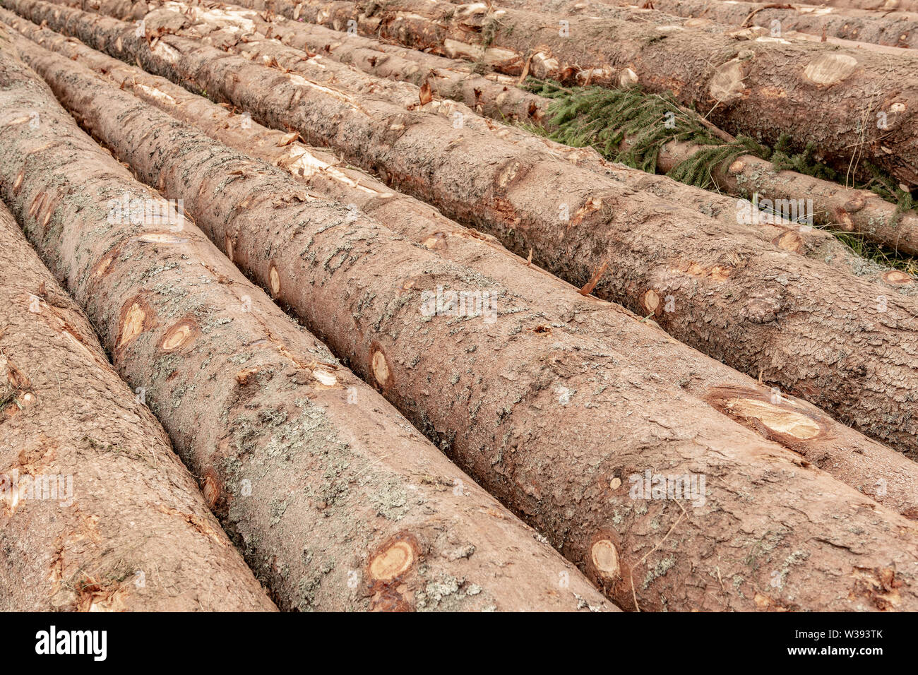 Trunks of Trees Background. Brown Tree Logs Felling of the Forest. Fire ...