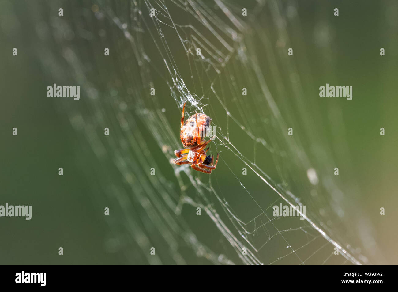 Cross orbweaver on web hi-res stock photography and images - Alamy