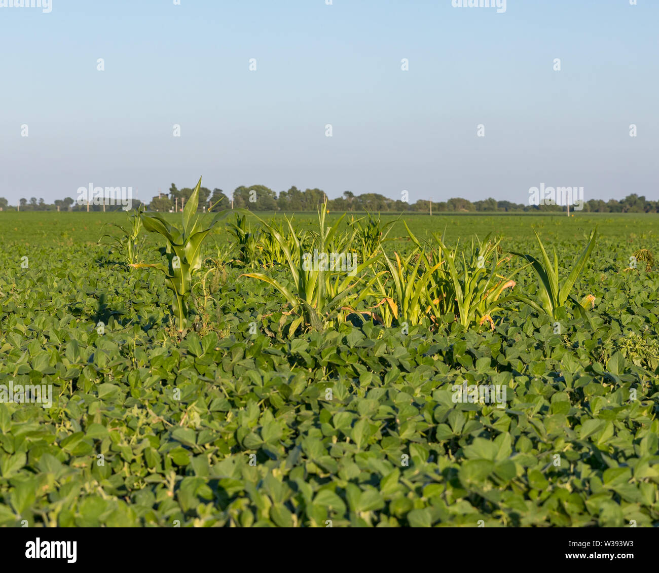Soybean field weed hi-res stock photography and images - Alamy