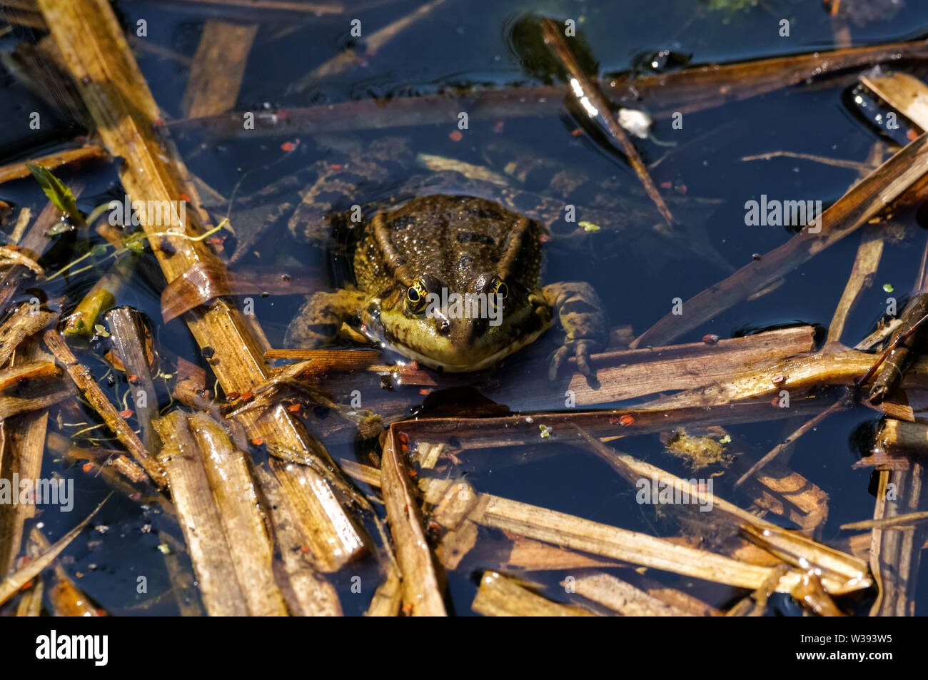 Reed frogs hi-res stock photography and images - Alamy