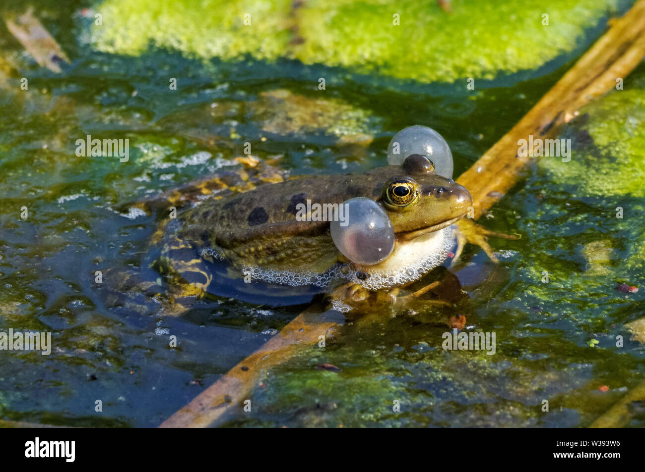 Inflating hi-res stock photography and images - Alamy