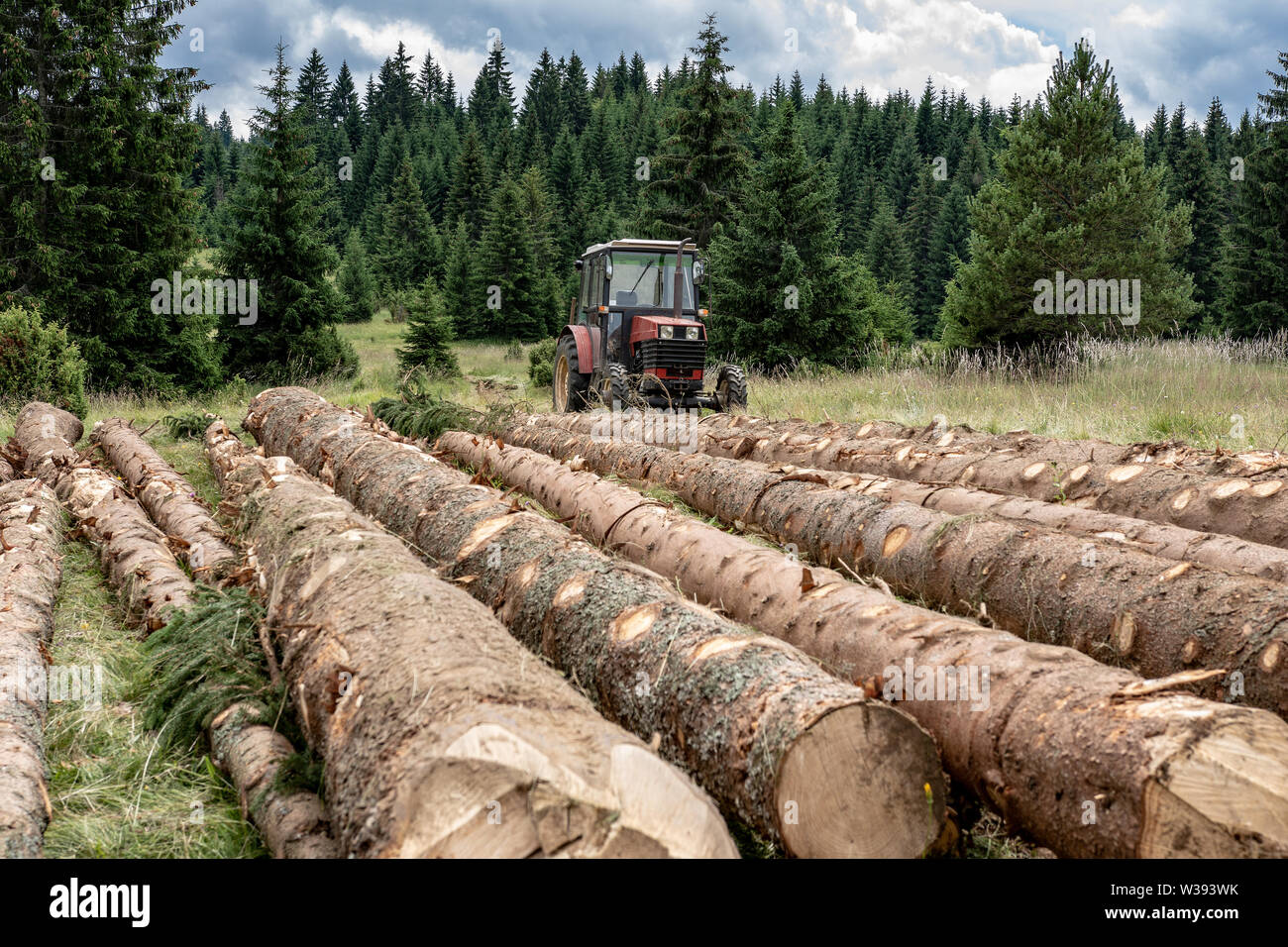 Red Tractor Pulling Tree Logs for Timber Industry. Felling of the Green ...
