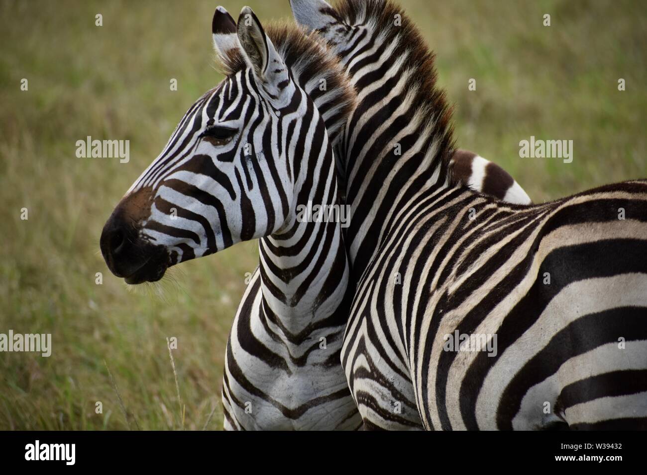Two Zebras embracing in the bush of Kenya. They are among hundreds of ...
