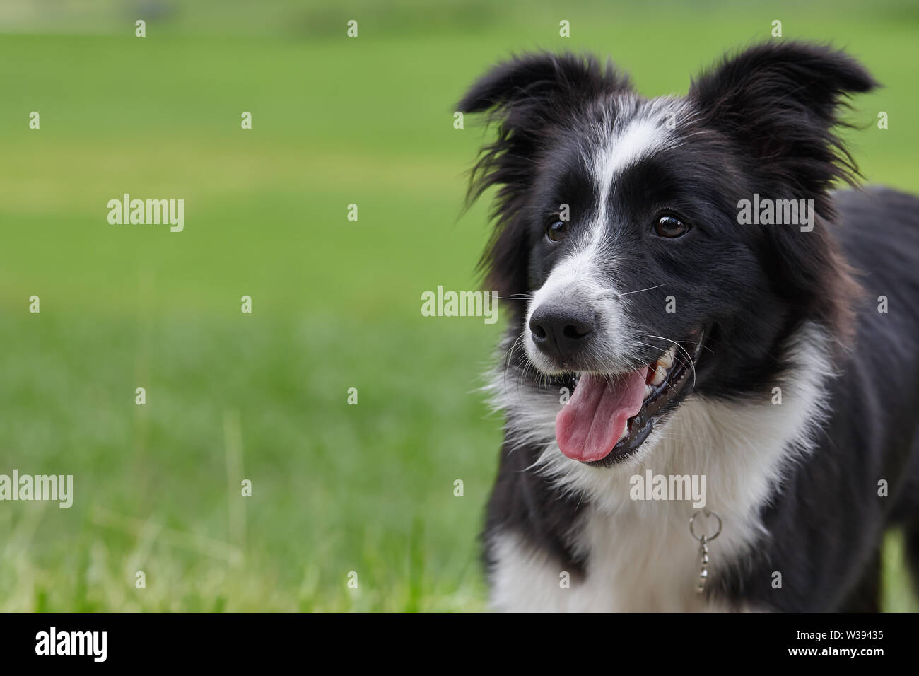 Young black and white border collie dog portrait Stock Photo - Alamy
