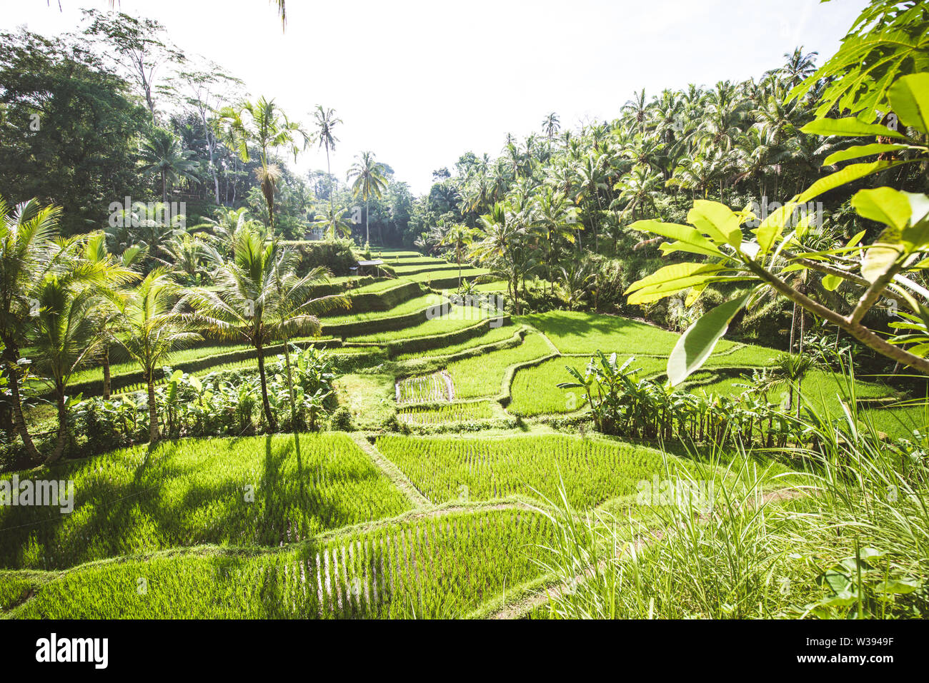 Tegalalang rice terraces beautiful hi-res stock photography and images ...