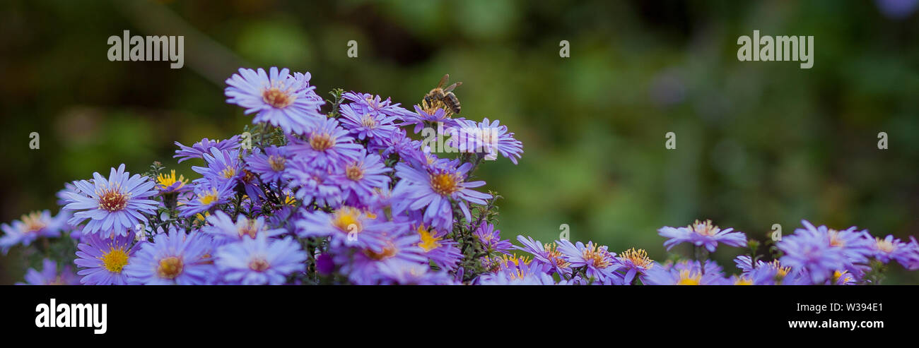 Small purple daisies - Erigeron. Garden flowers natural summer ...