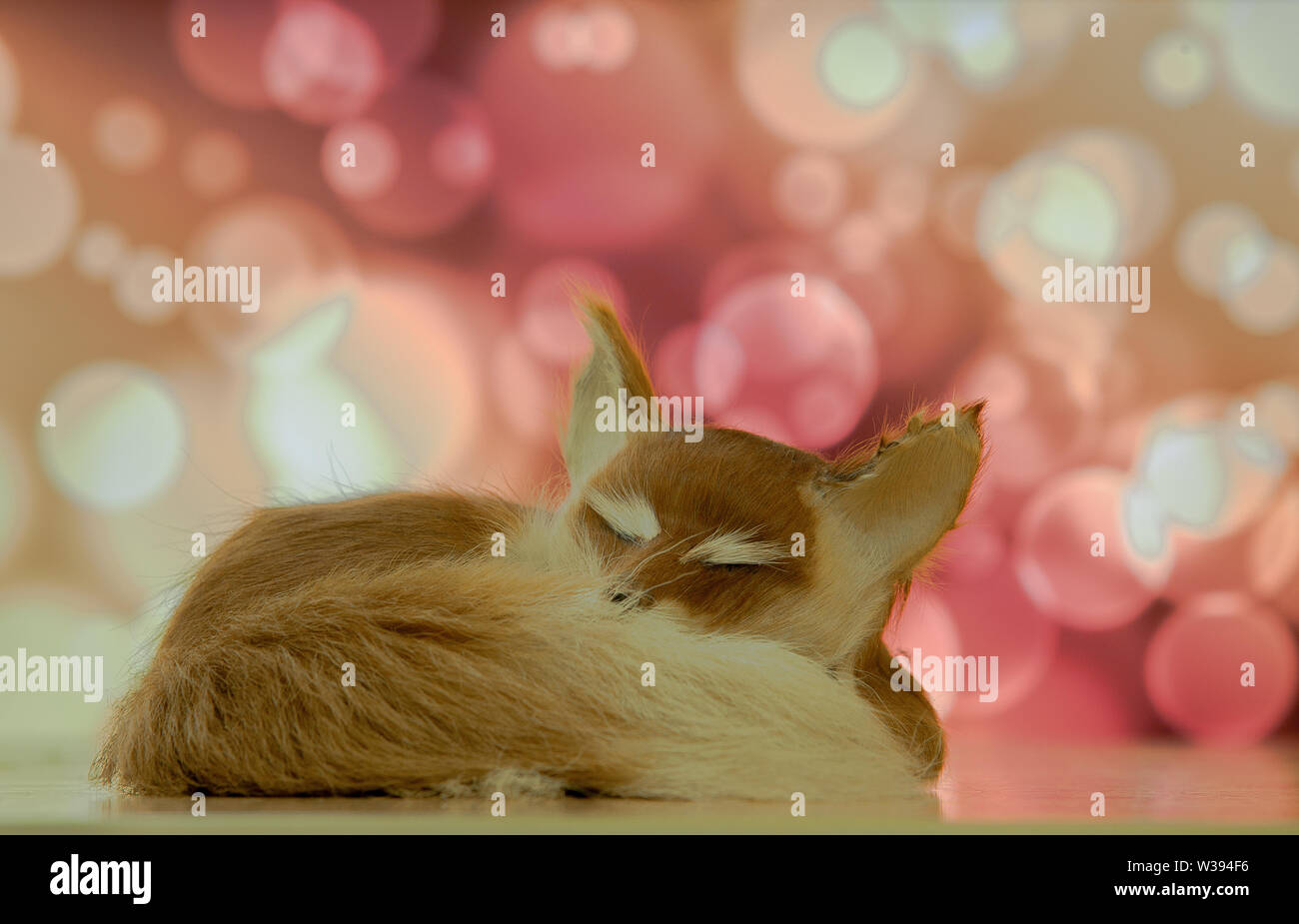 Fox beach sleeping hi-res stock photography and images - Alamy