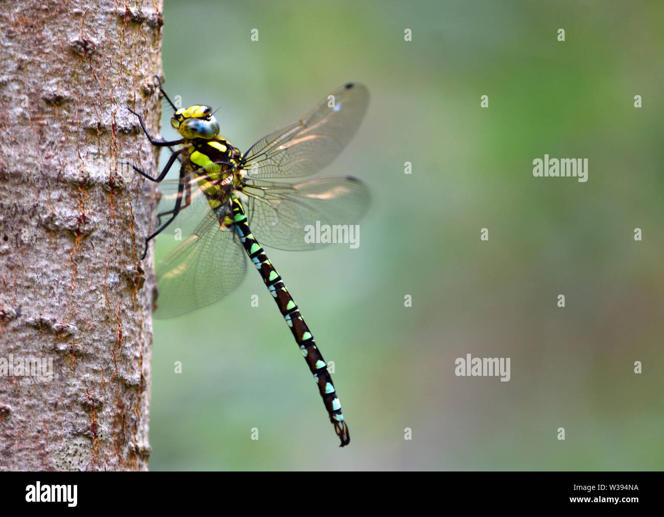 Common Hawker Dragonfly on Birch Trunk. isolated with out of focus ...