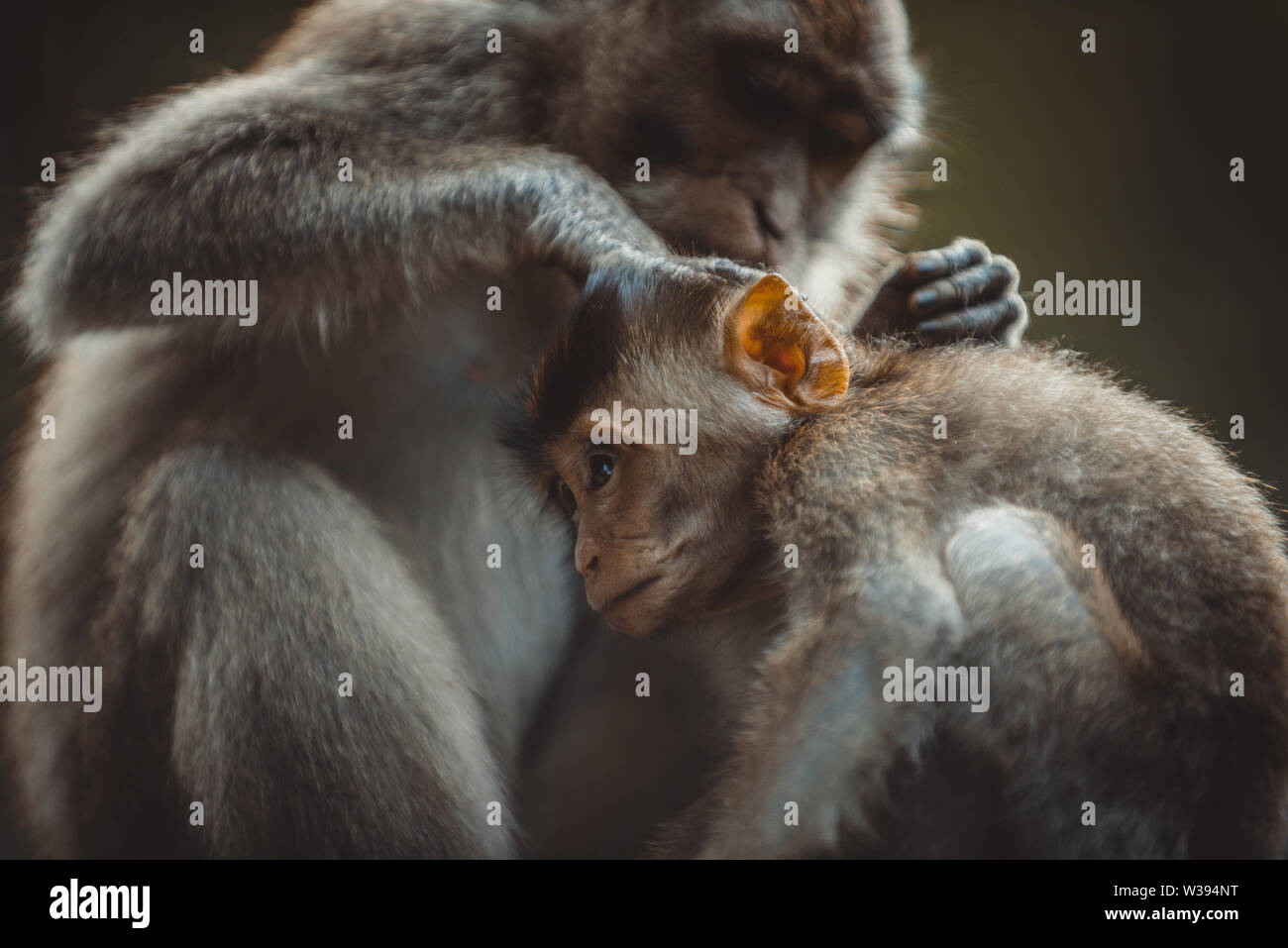 Portrait of an Adult Monkey in Monkey Forest, Ubud, Bali, Indonesia ...