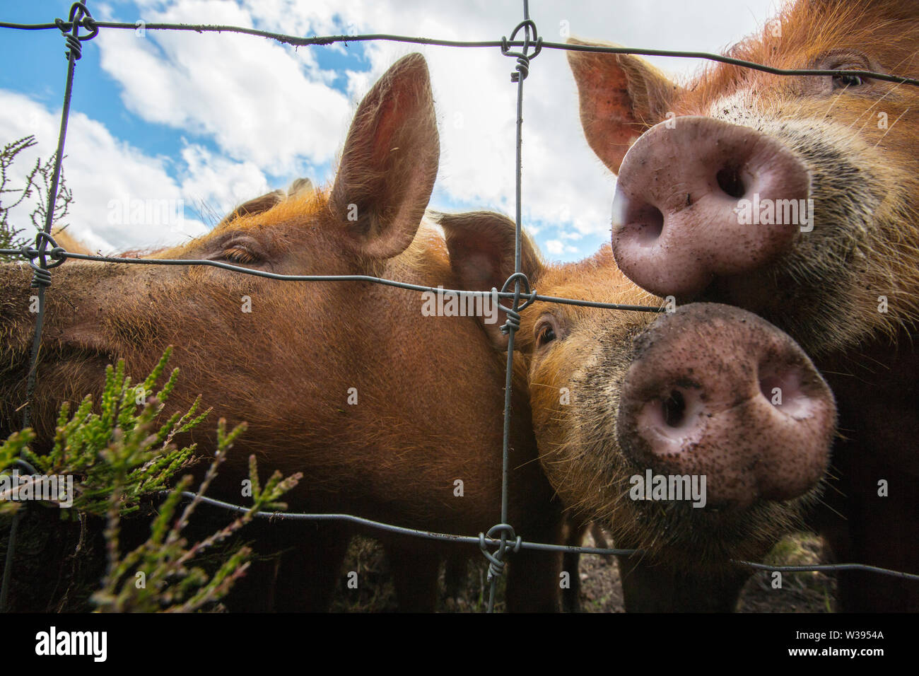 Free range Tamworth Pigs in Glen Affric by Affric Lodge, Highlands ...