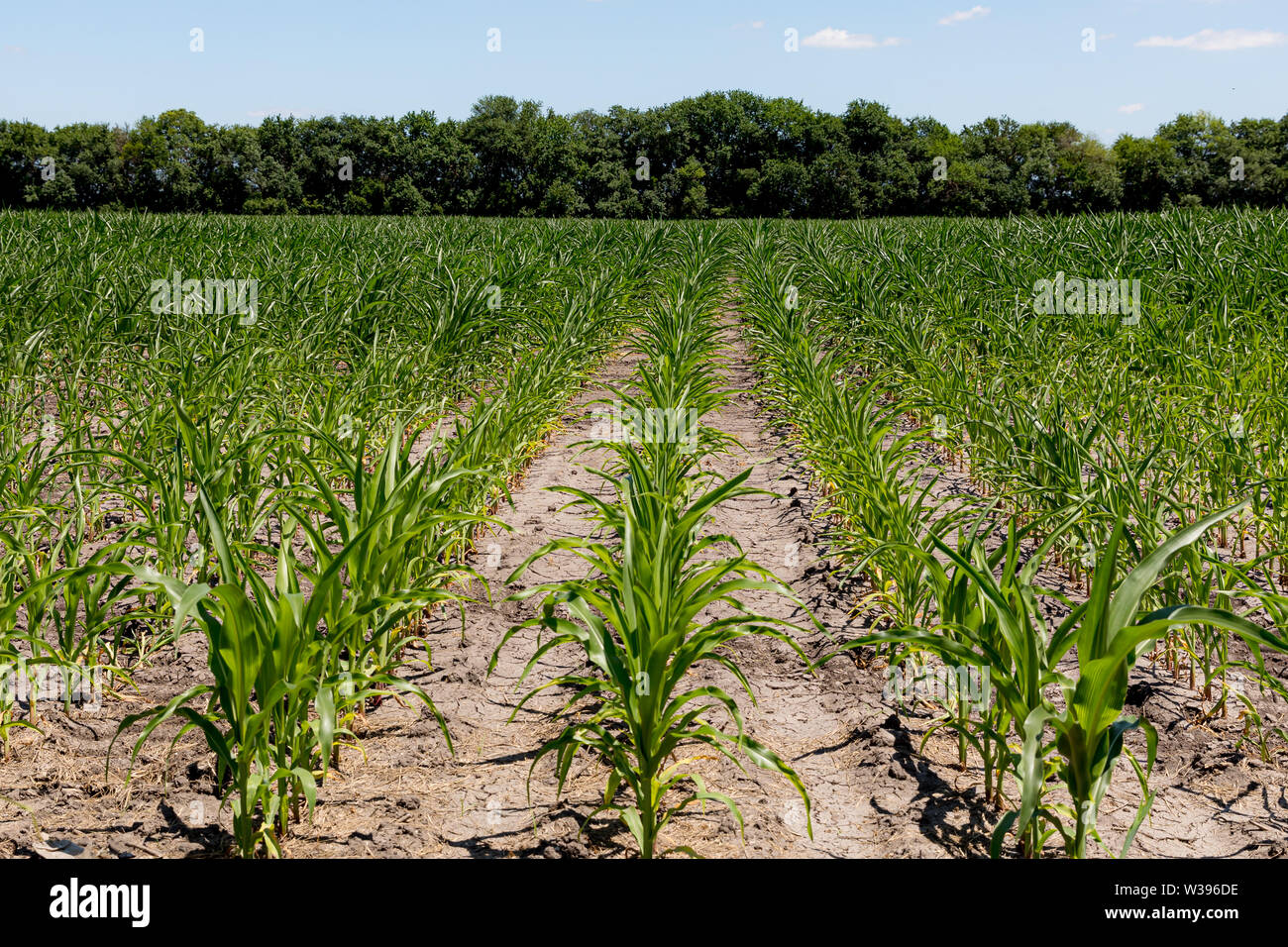 Leaves curling hi-res stock photography and images - Alamy