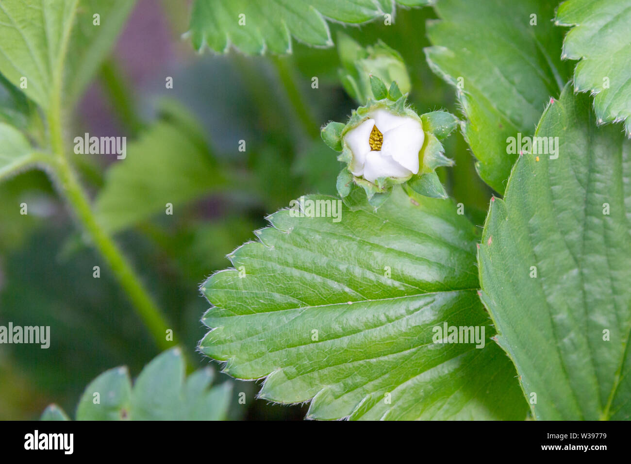 Strawberries bloom in the garden in early summer Stock Photo - Alamy