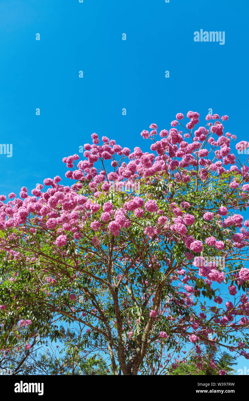 Pink ipe, pink trumpet or pink tab tree Stock Photo - Alamy