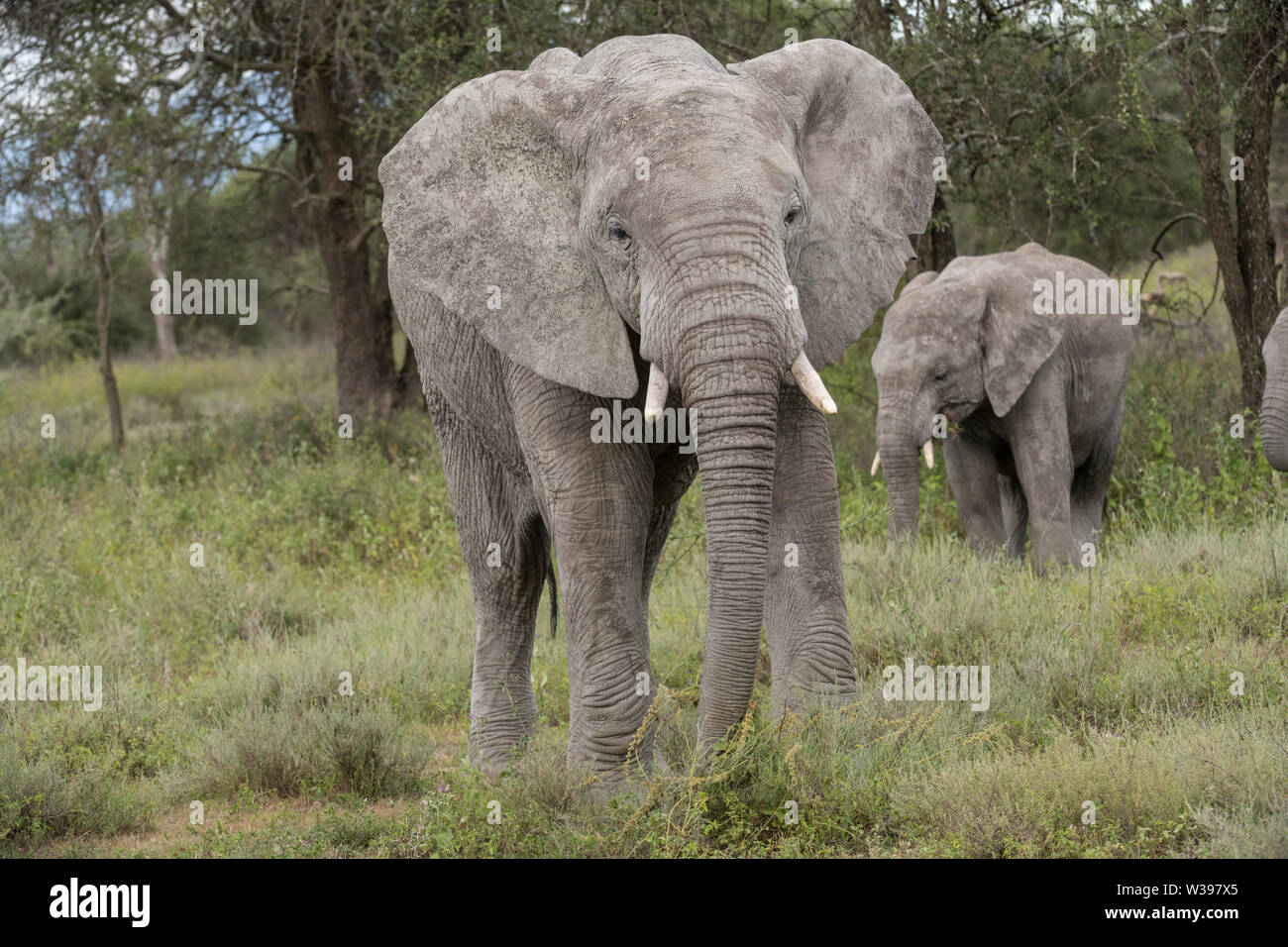 Ndutu woodland wildlife hi-res stock photography and images - Alamy