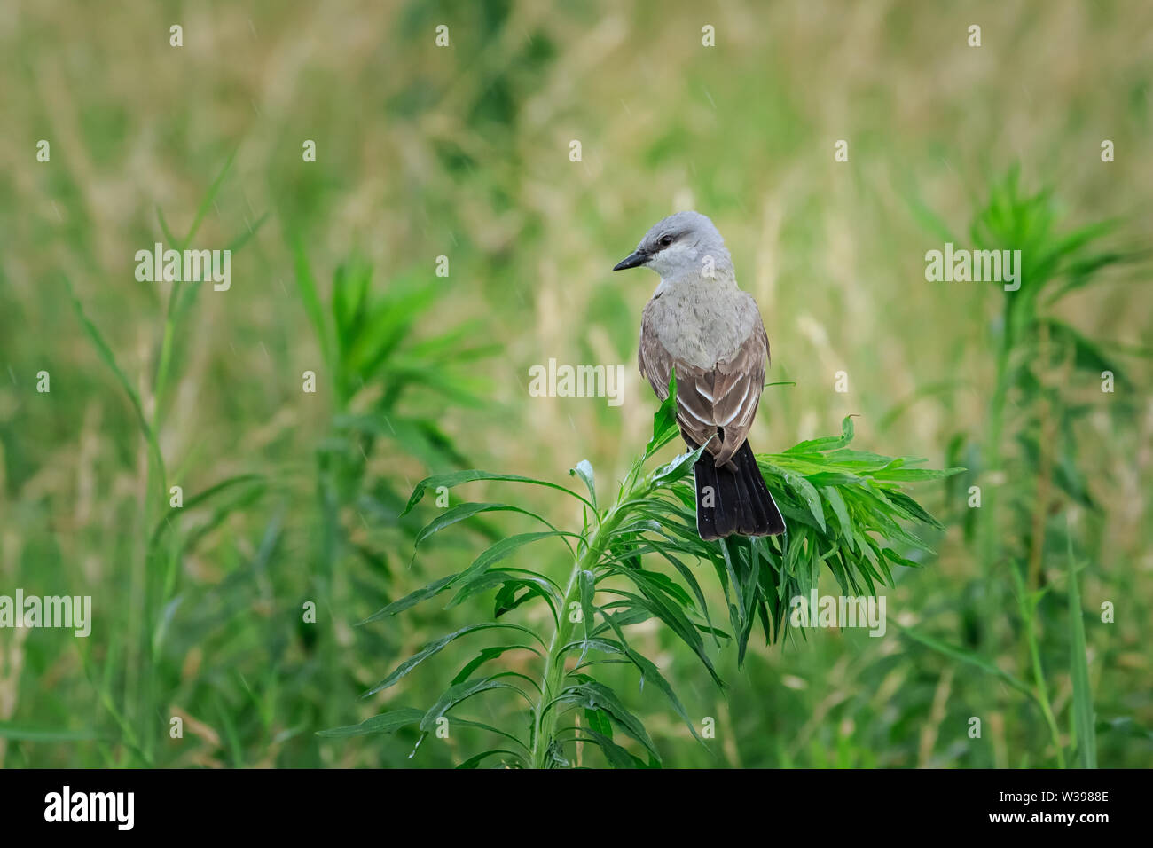 Western Kingbird (Tyrannus verticalis) perched on a reed Stock Photo ...