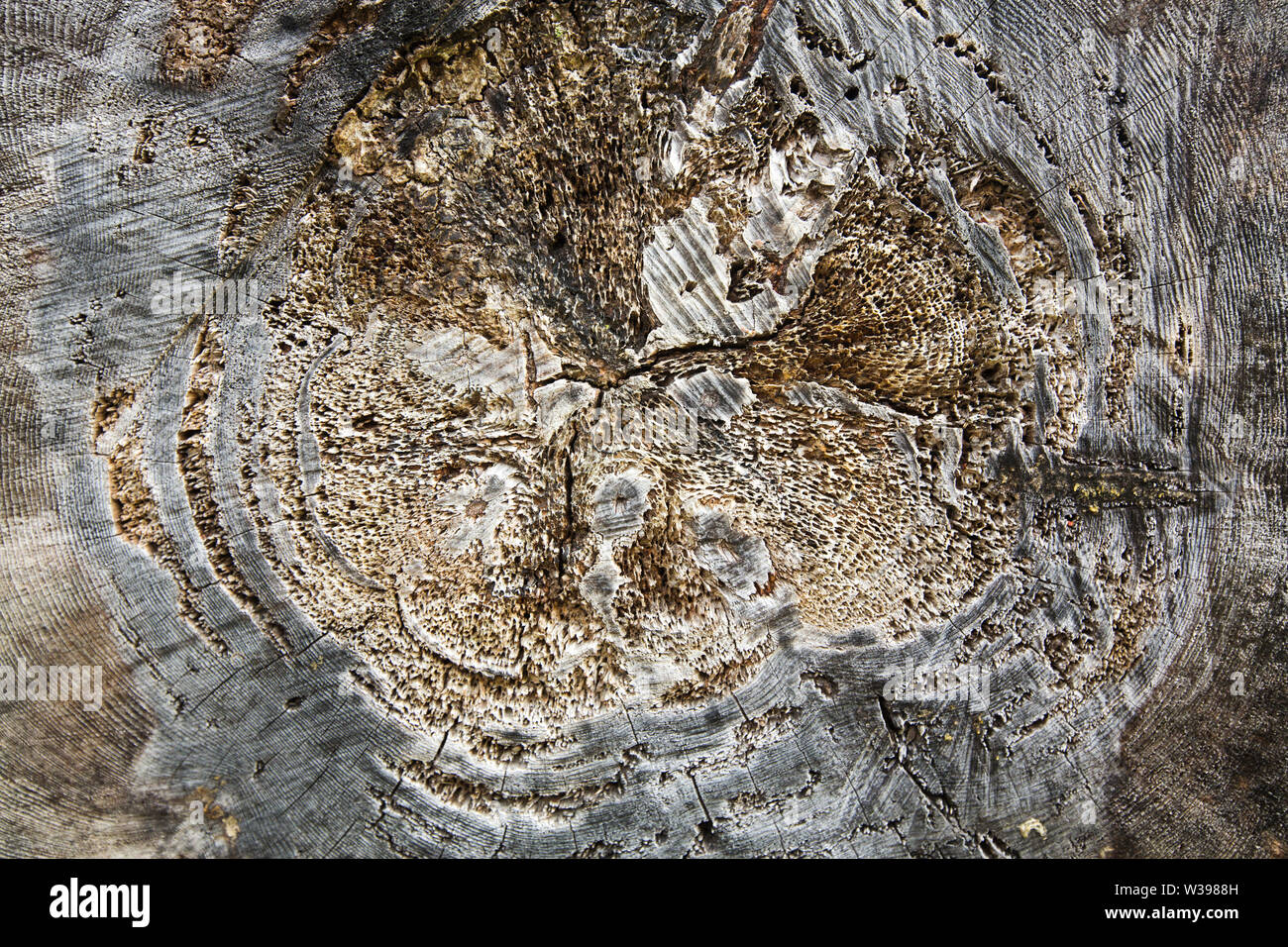 Patterns in an old Scots Pine tree trunk Stock Photo - Alamy