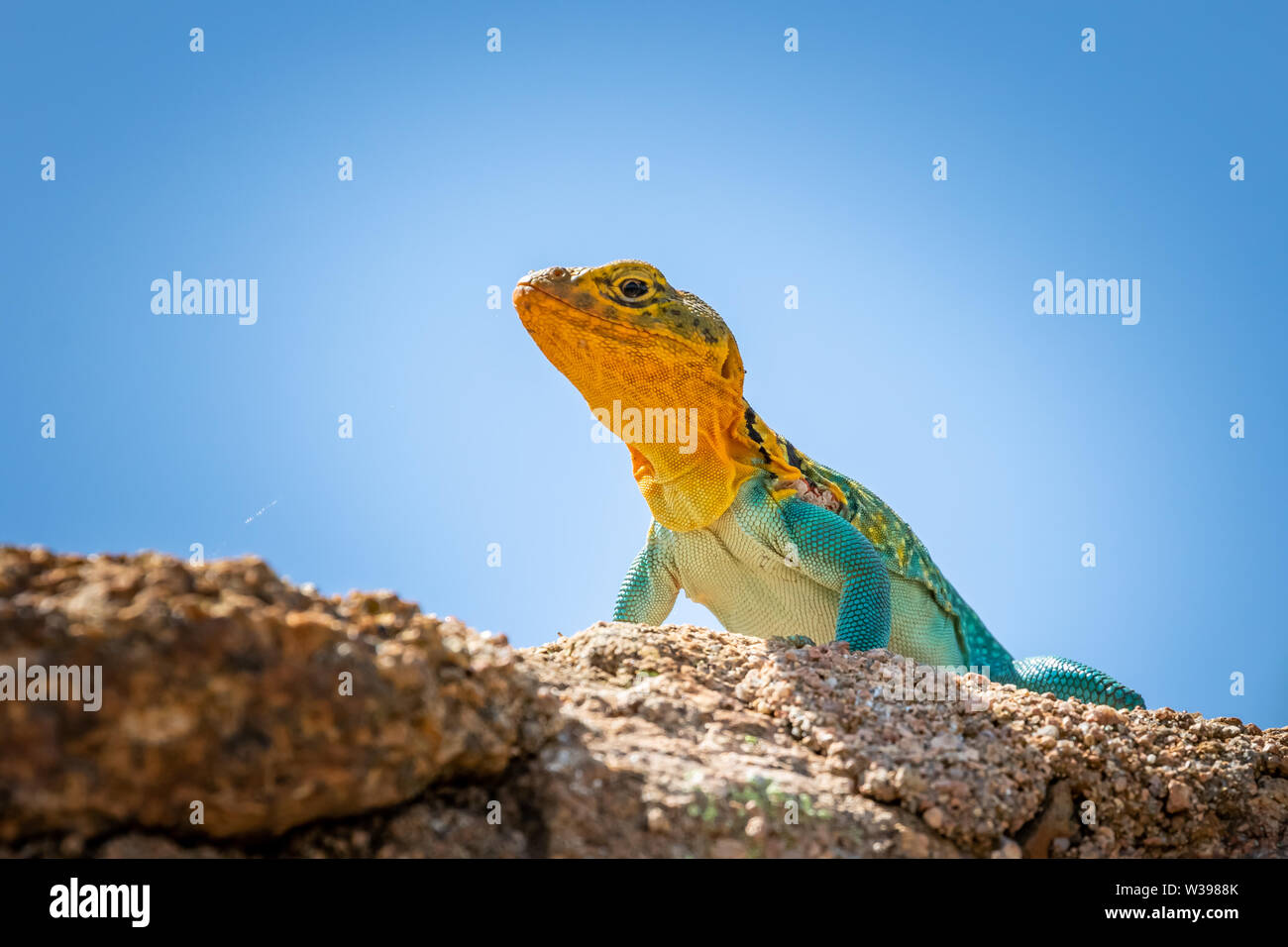 A colorful male Collared Lizard (Crotaphytus collaris) or Mountain ...
