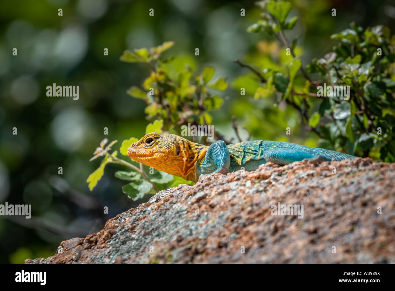 A colorful male Collared Lizard (Crotaphytus collaris) or Mountain ...
