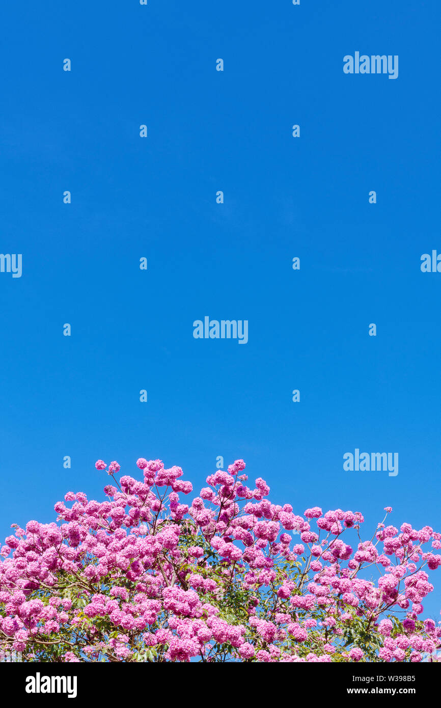 Pink ipe, pink trumpet or pink tab tree Stock Photo - Alamy