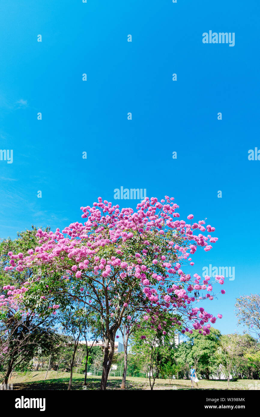 Pink ipe, pink trumpet or pink tab tree Stock Photo - Alamy