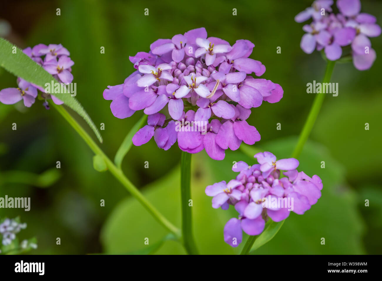 Lemon Bee Balm (Monarda citriodora) growing in a backyard gardeng Stock ...