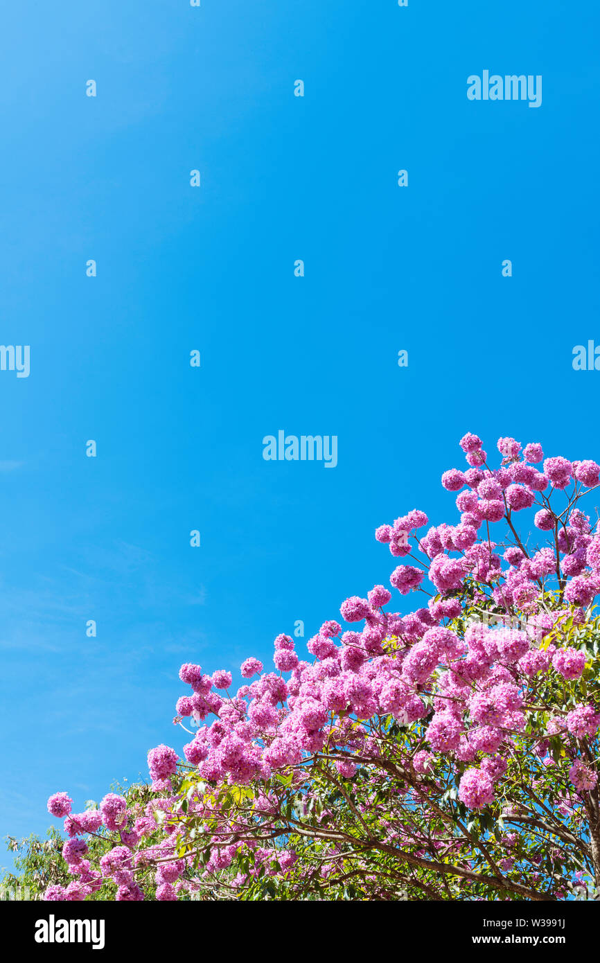 Pink ipe, pink trumpet or pink tab tree Stock Photo - Alamy