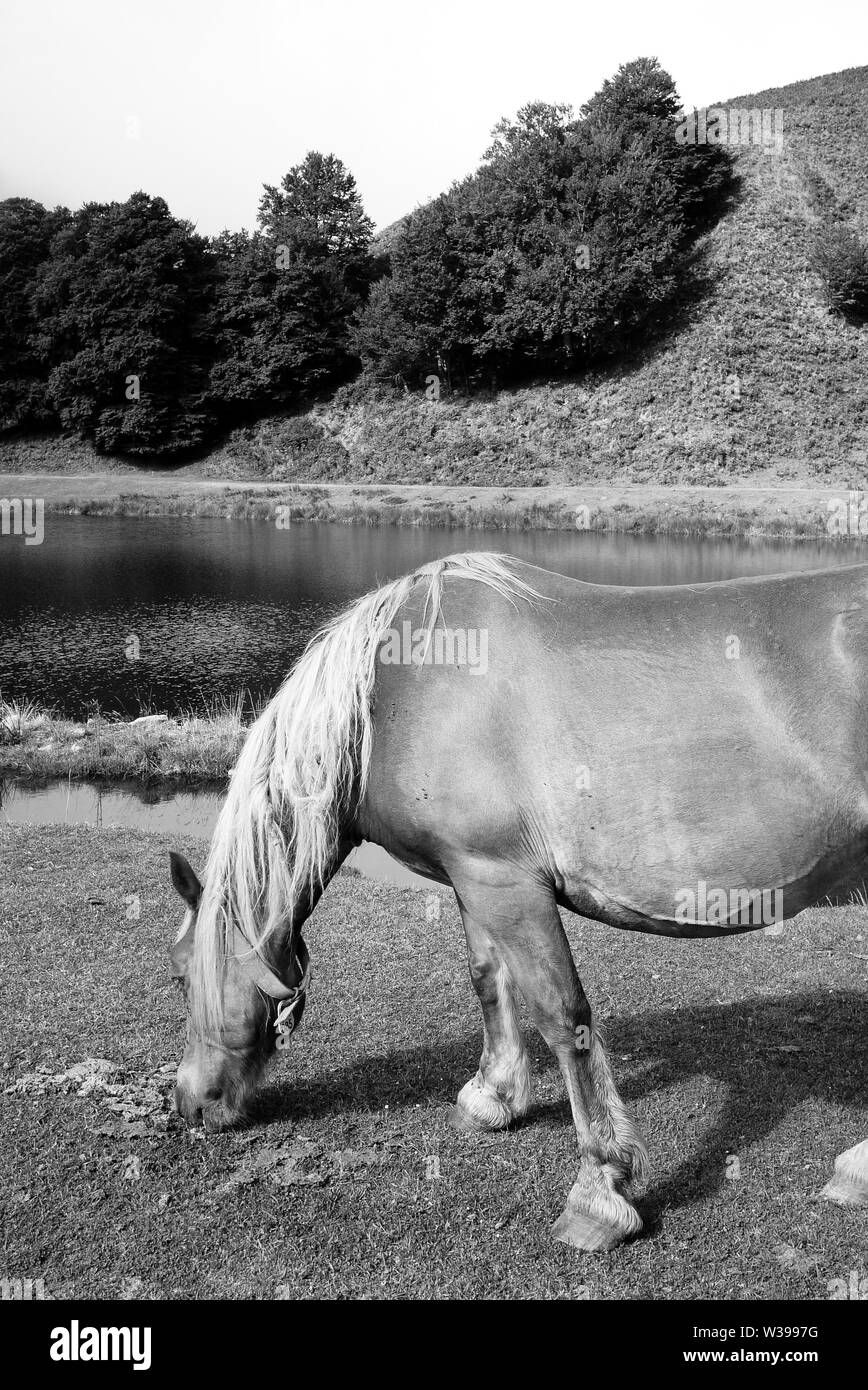 Pyrenean Horses High Resolution Stock Photography and Images - Alamy