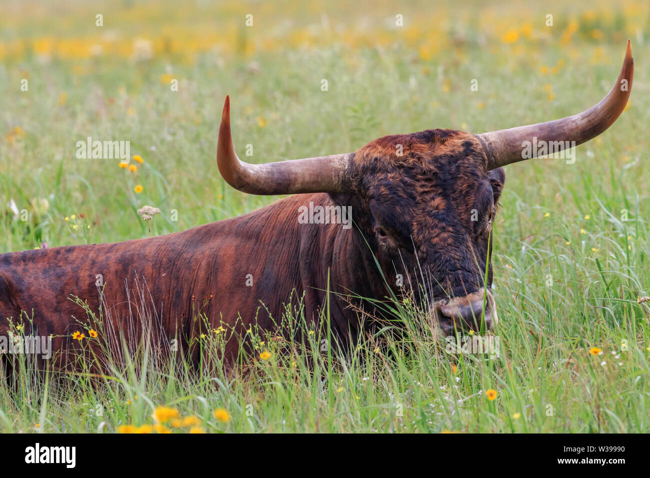 Old west cattle hi-res stock photography and images - Alamy