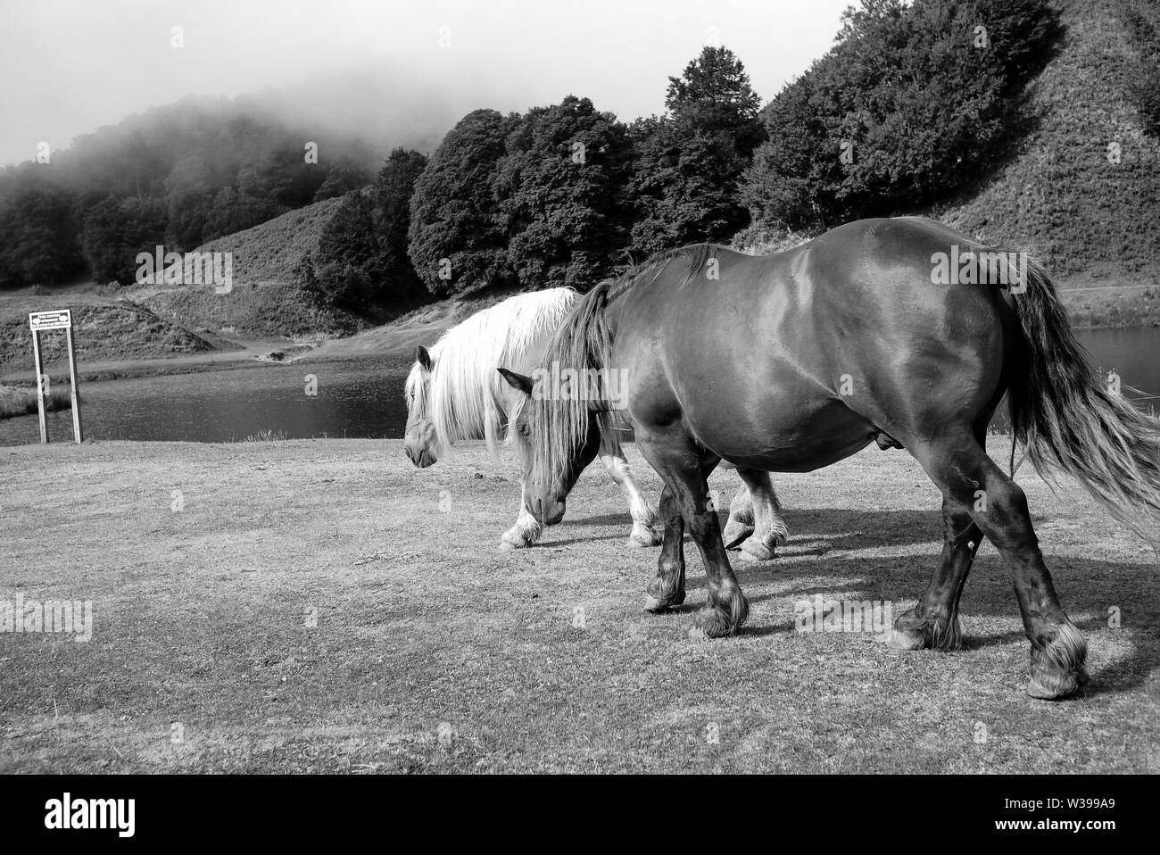 Pyrenean horses, France Stock Photo - Alamy