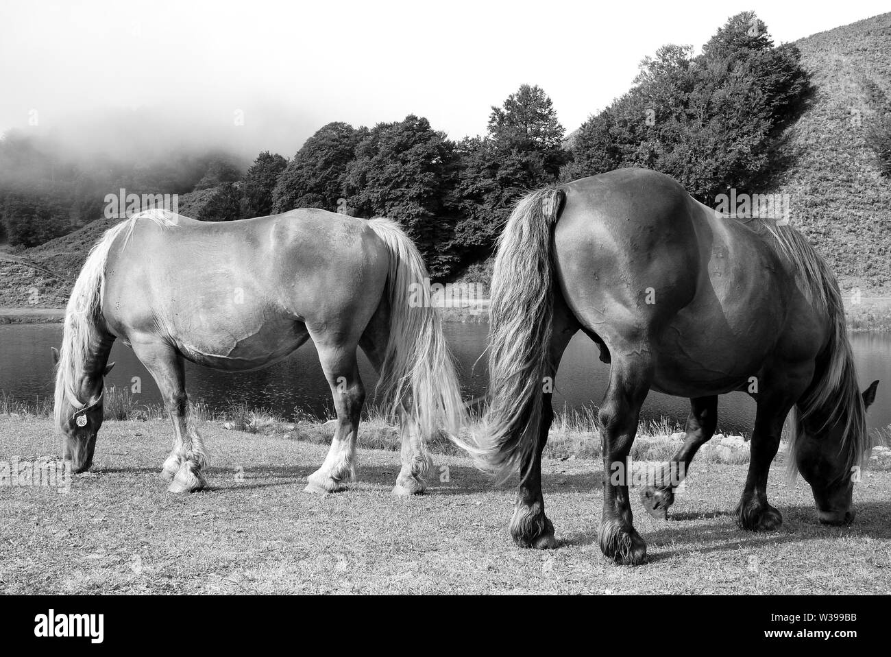 Pyrenean horses, France Stock Photo - Alamy